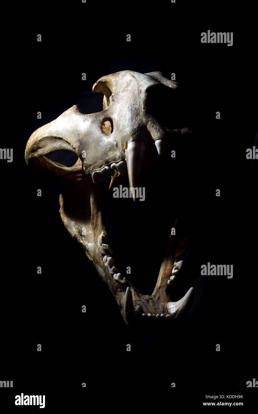 Tiger skull hi-res stock photography and images - Alamy