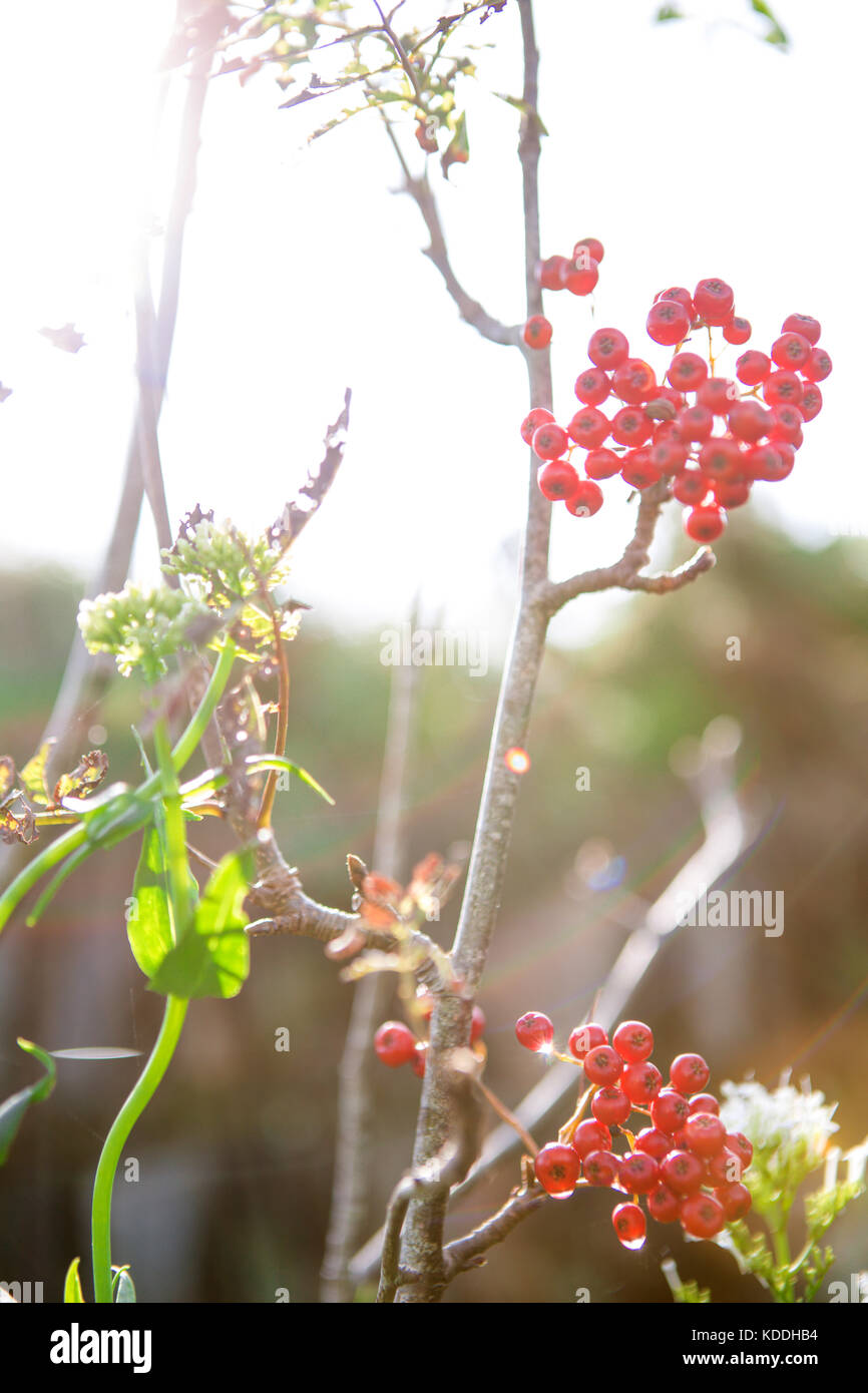 Firethorn Berries in sunshine Stock Photo - Alamy