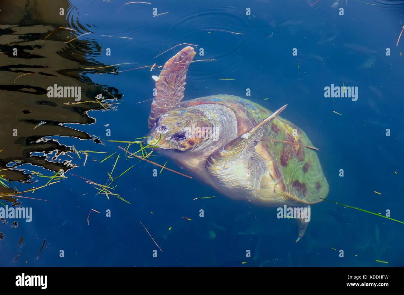 Argostoli greece loggerhead turtle surfacing kefalonia cephalonia ...