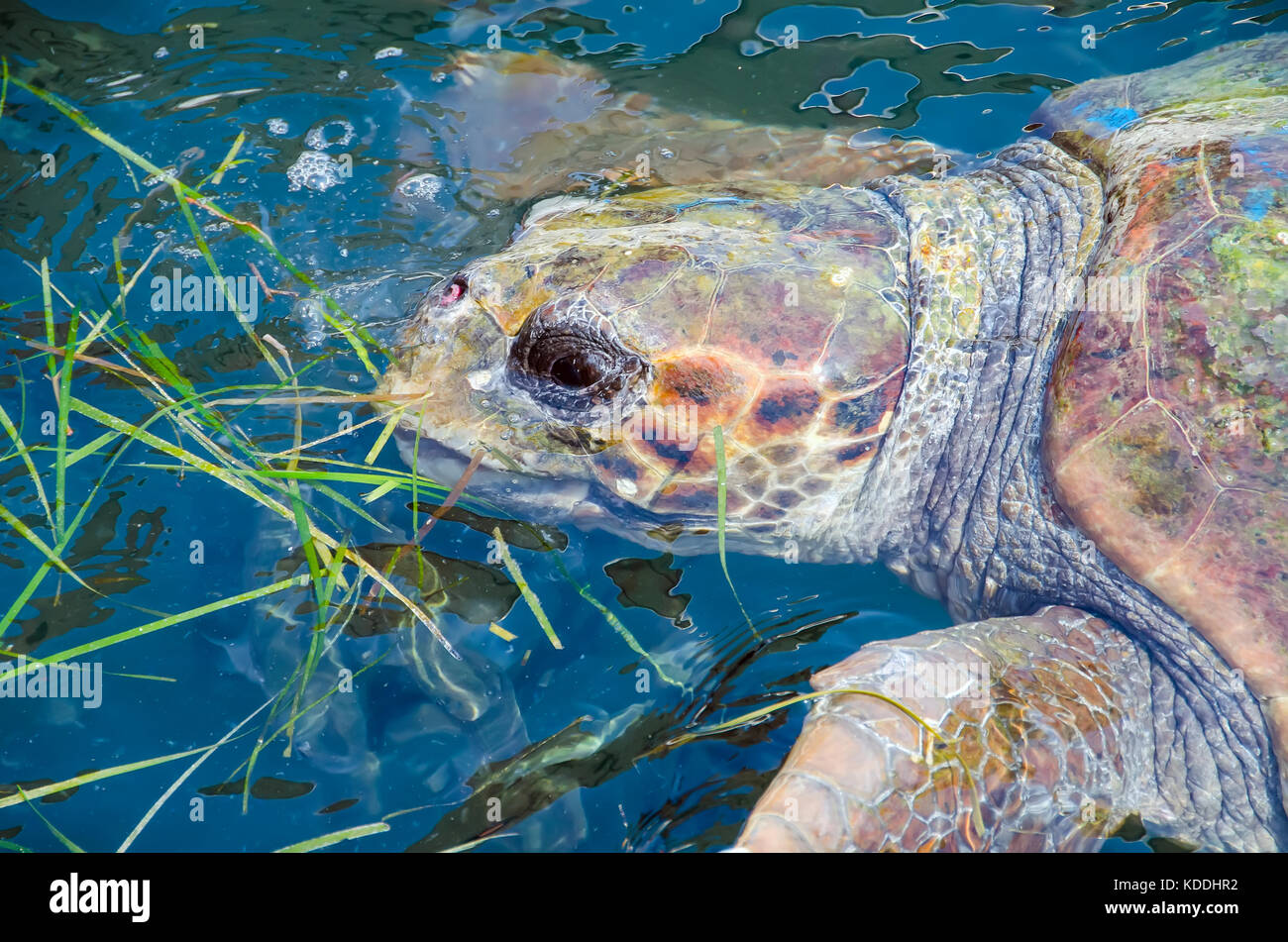 Turtle greece hi-res stock photography and images - Alamy