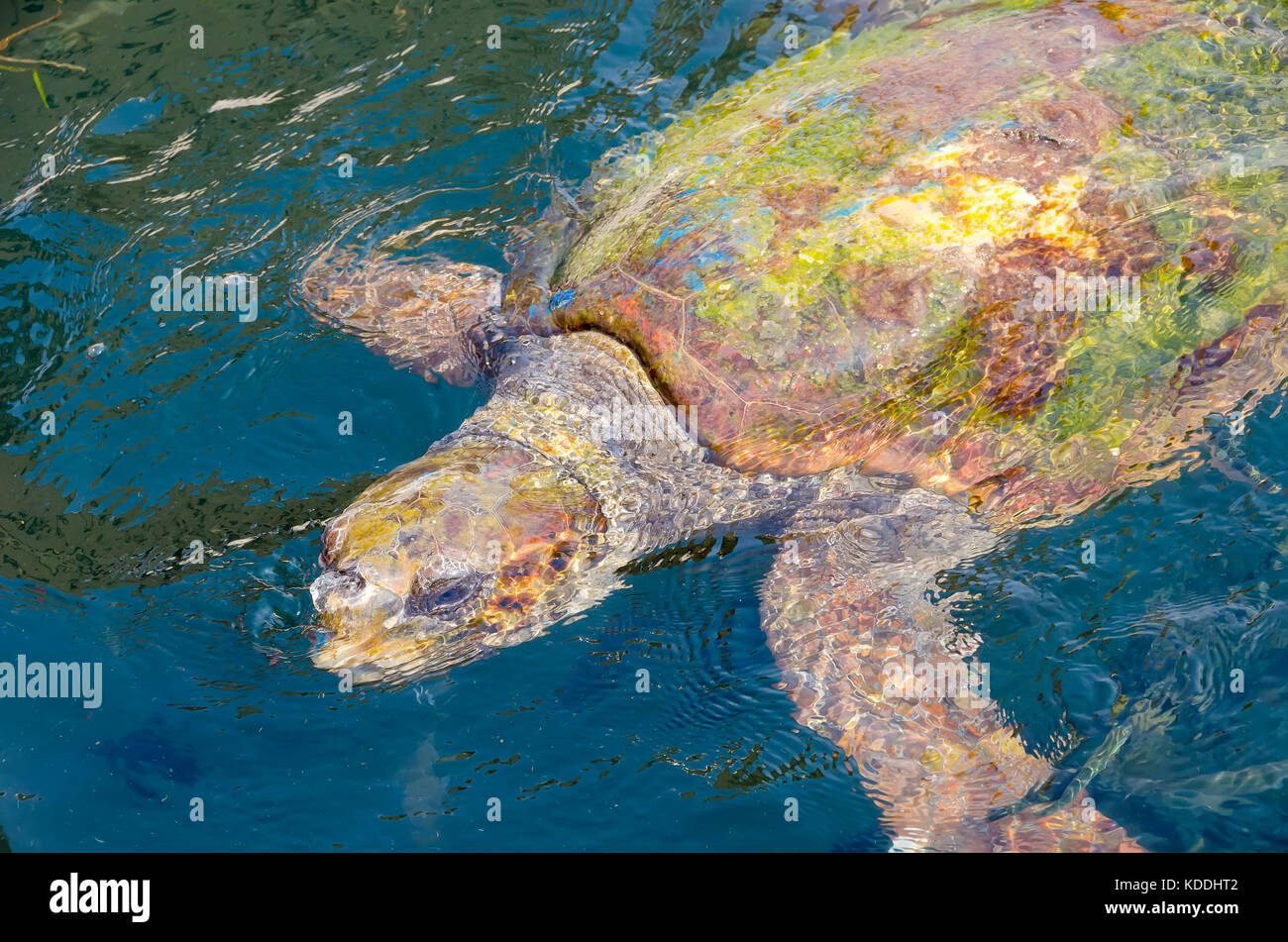 Argostoli greece loggerhead turtle surfacing kefalonia cephalonia ...