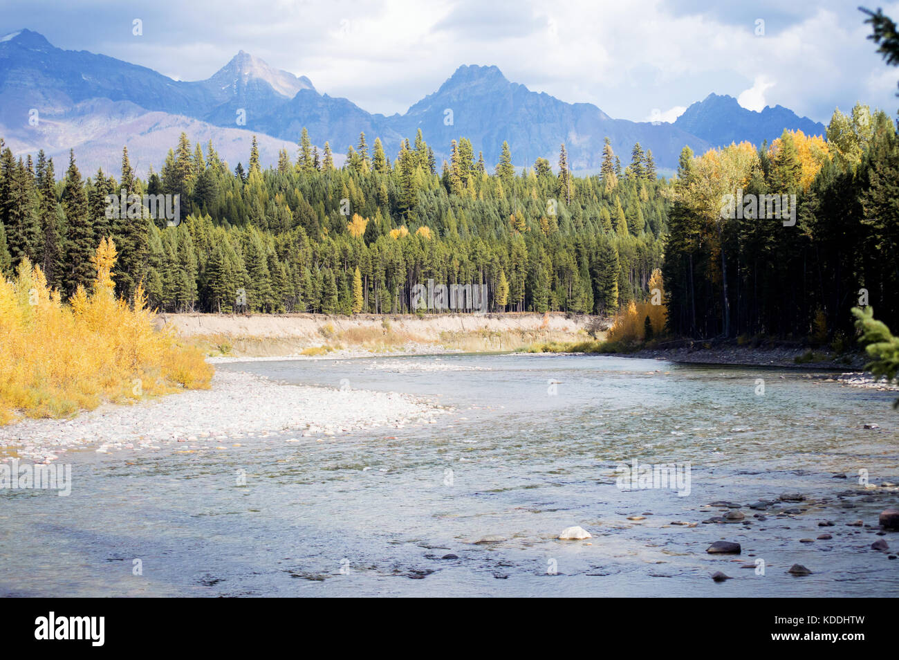 The clear flathead river flowing past a fall forest on the banks on a ...