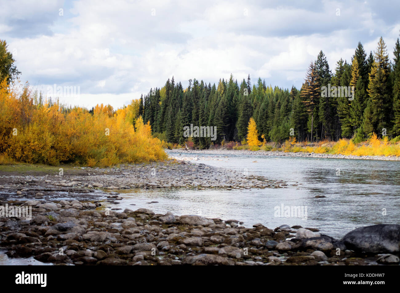 The clear flathead river flowing past a fall forest on the banks on a ...