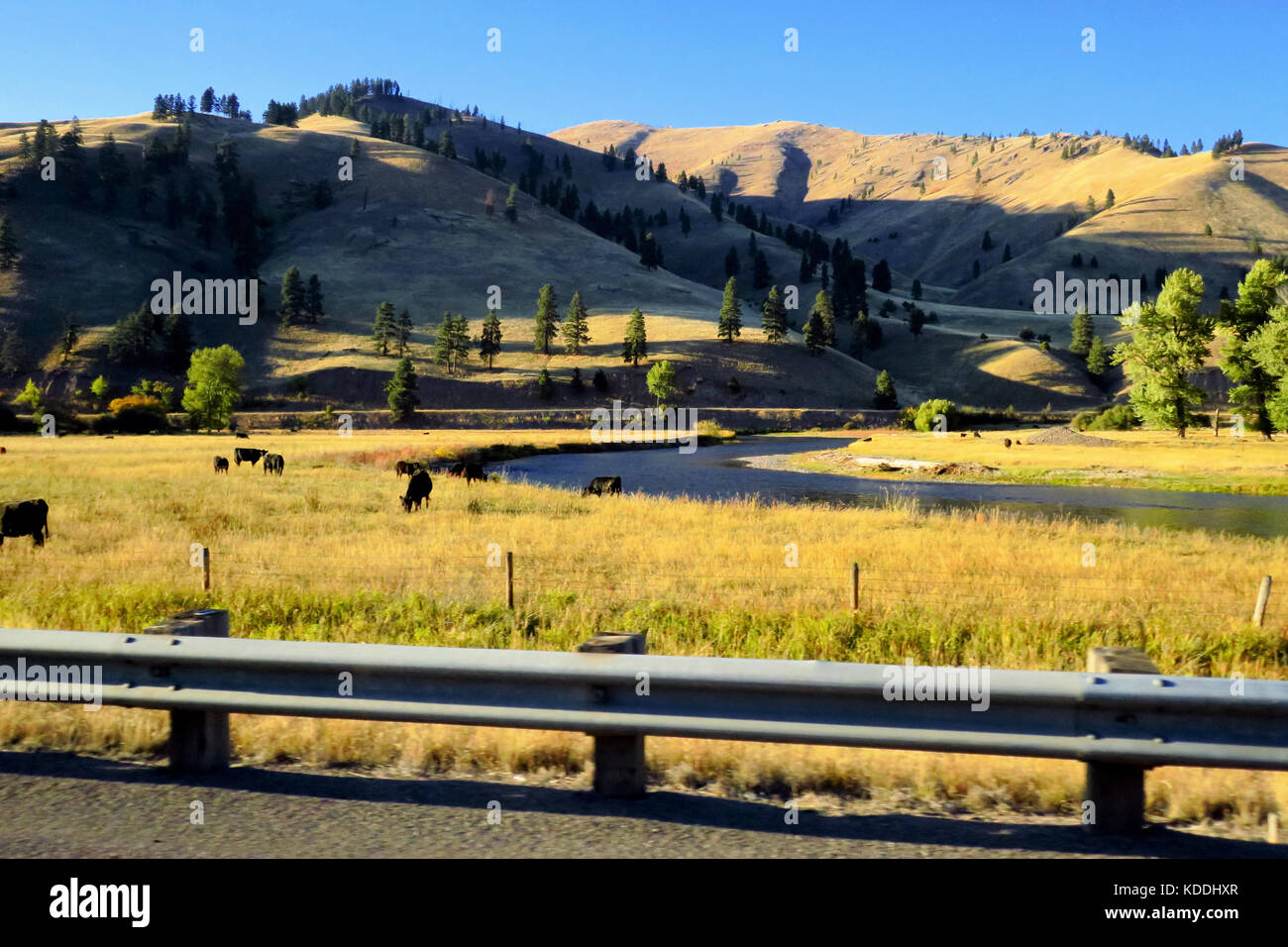 A small stream flowing through a pasture with cows grazing in it Stock ...