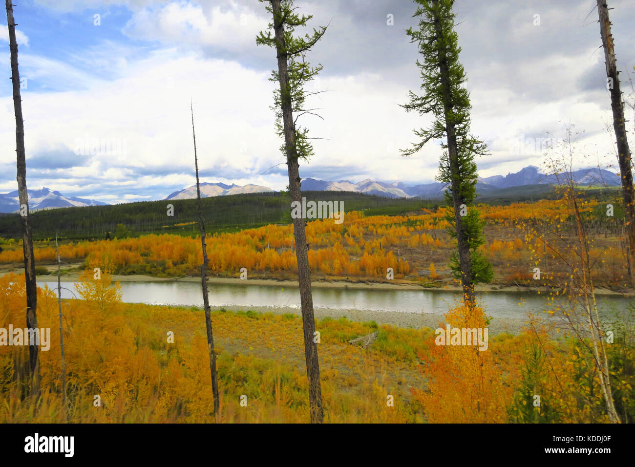 The Flathead river flowing through a sparse forest in Glacier National ...
