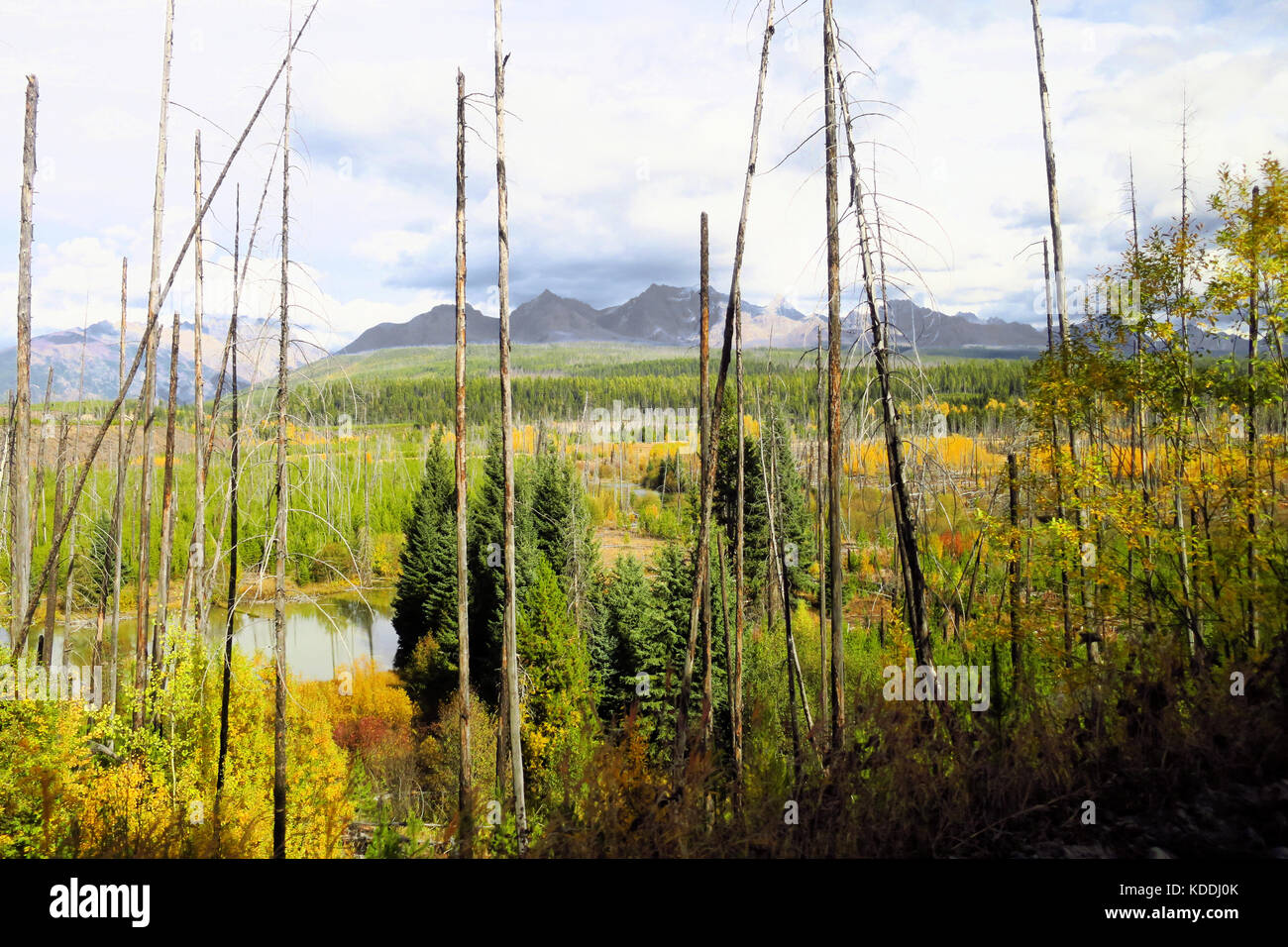 The Flathead river flowing through a sparse forest in Glacier National ...