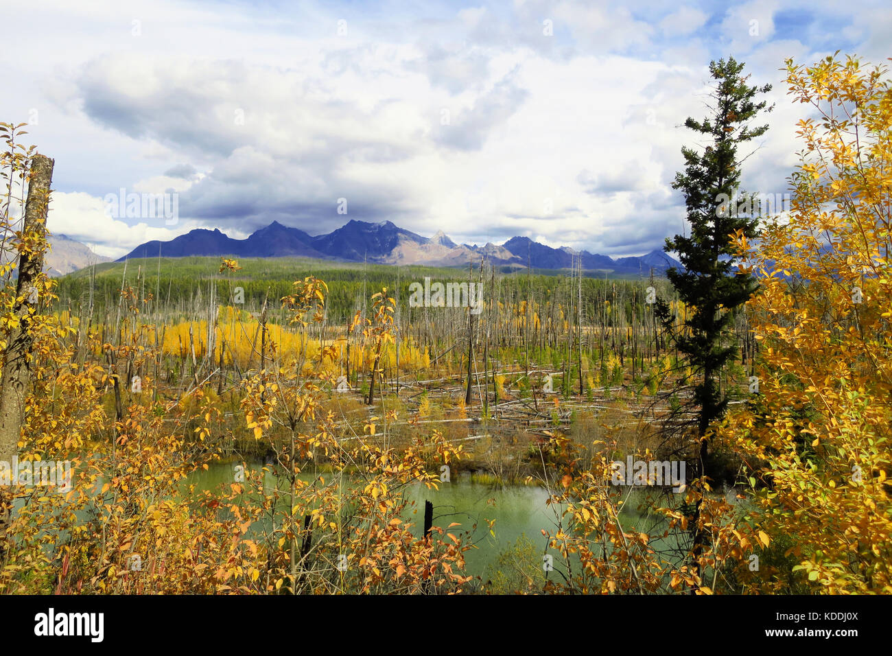 The Flathead river flowing through a sparse forest in Glacier National ...