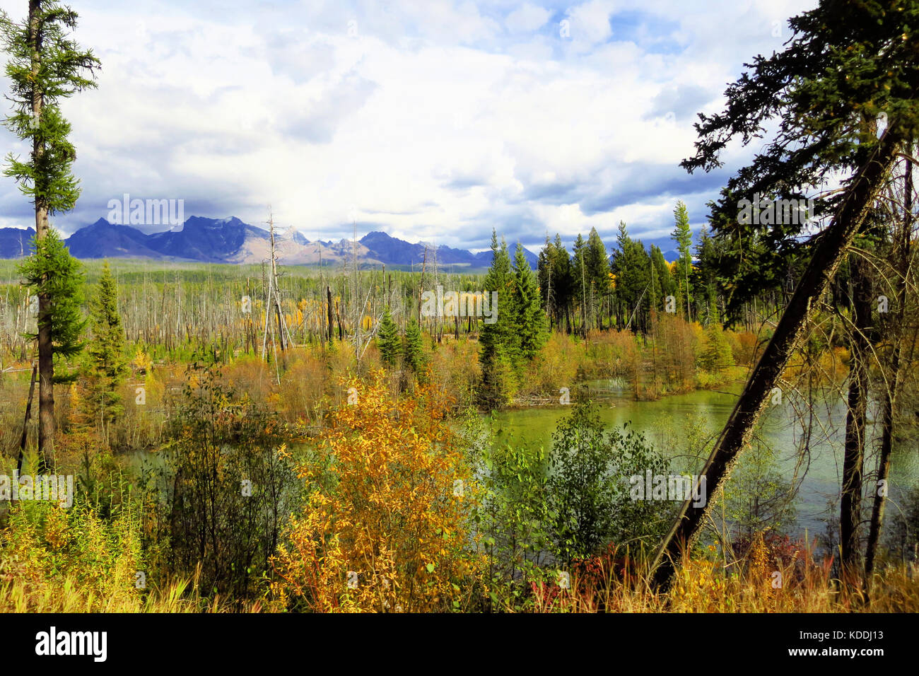 The Flathead river flowing through a sparse forest in Glacier National ...