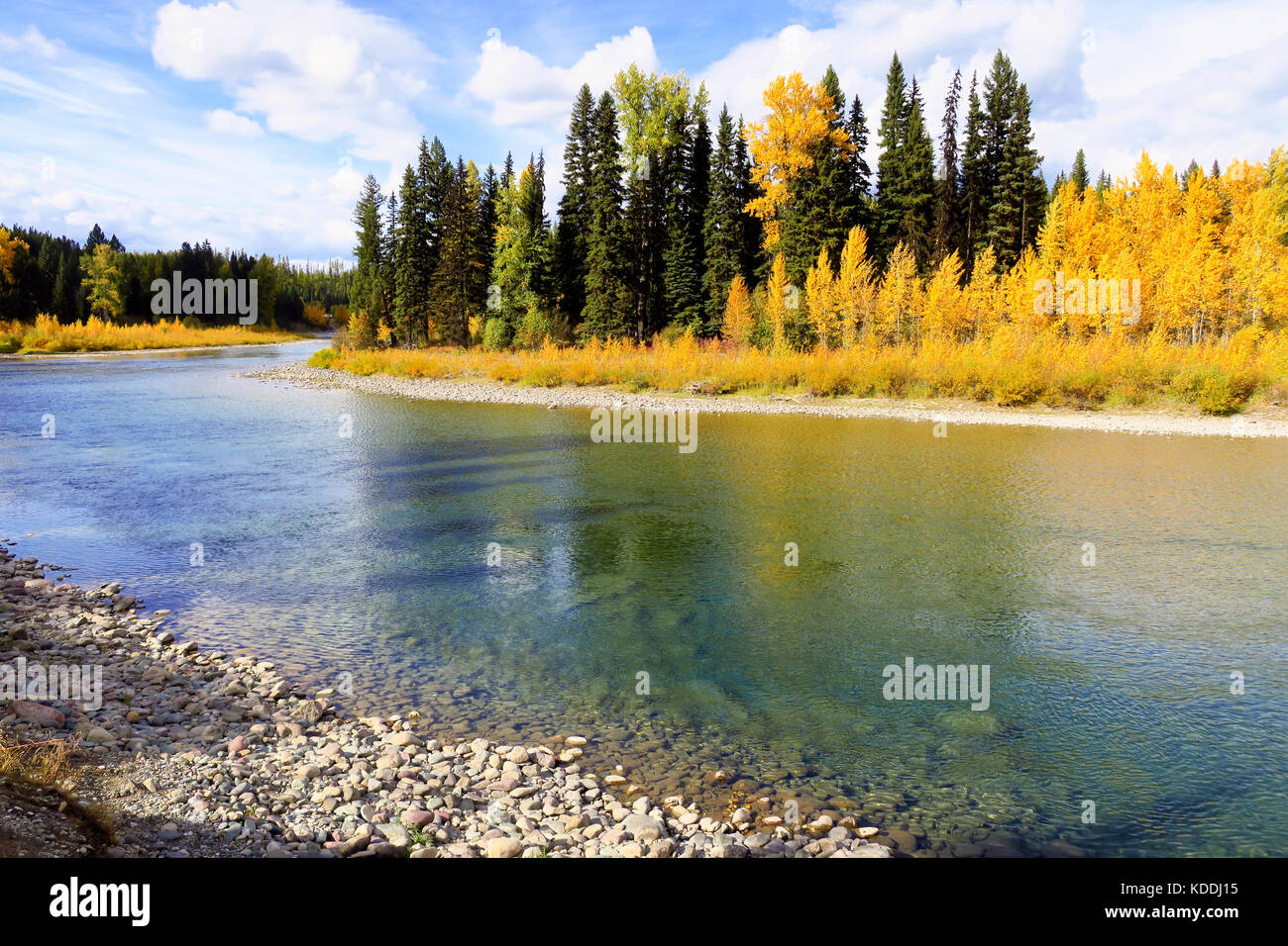 The clear flathead river flowing past a fall forest on the banks on a ...