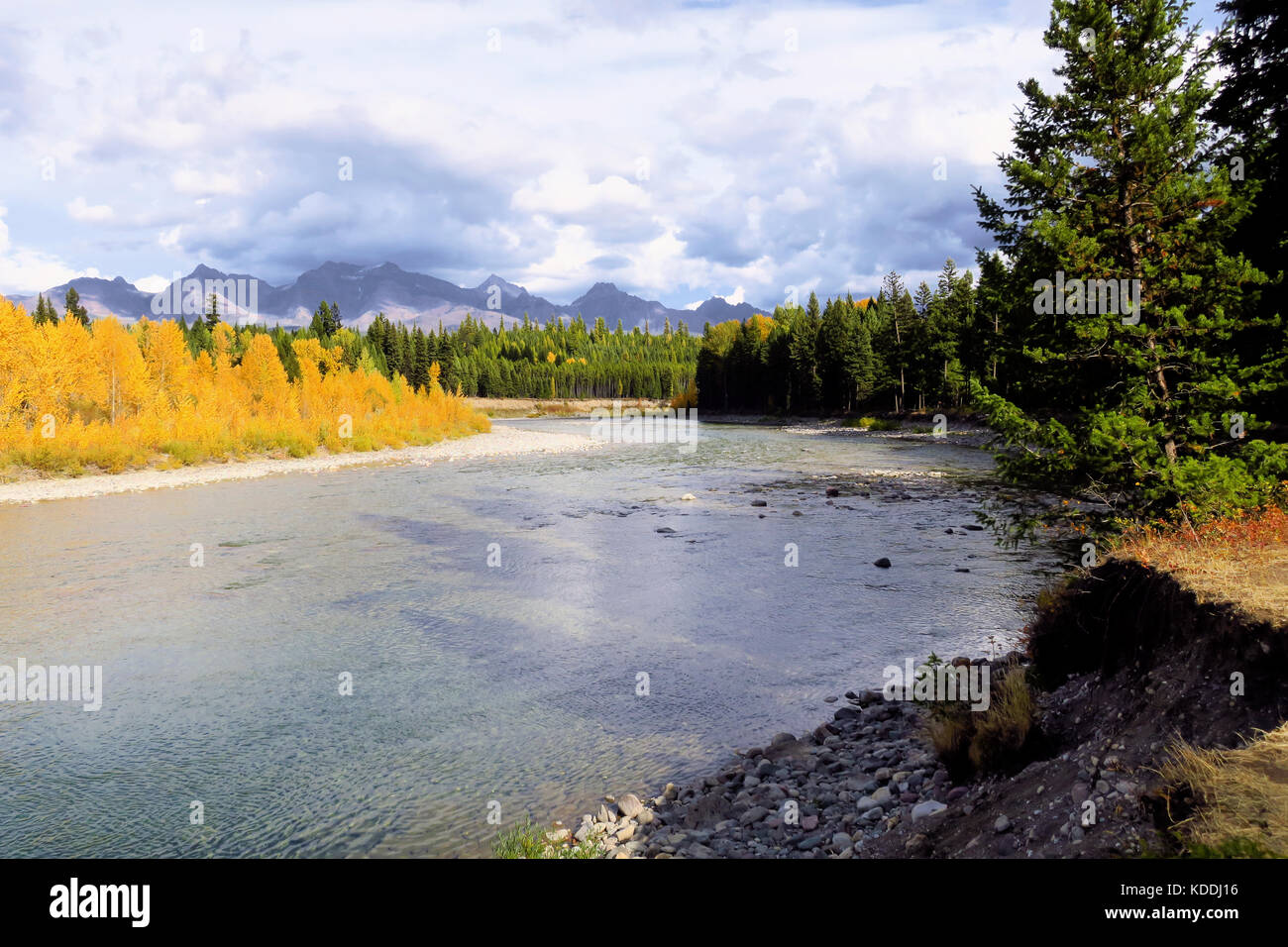 The clear flathead river flowing past a fall forest on the banks on a ...