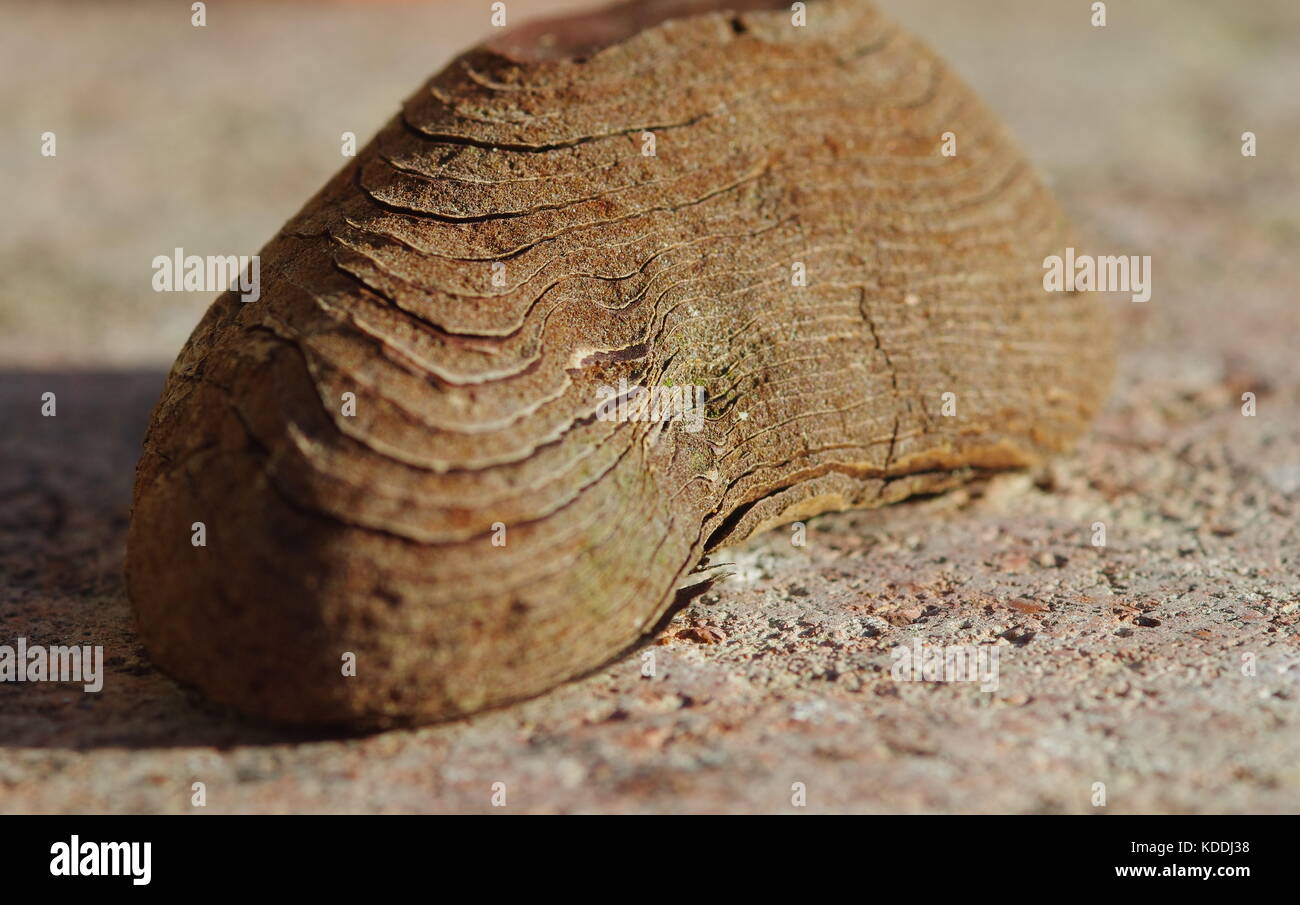 Brown veining hi-res stock photography and images - Alamy