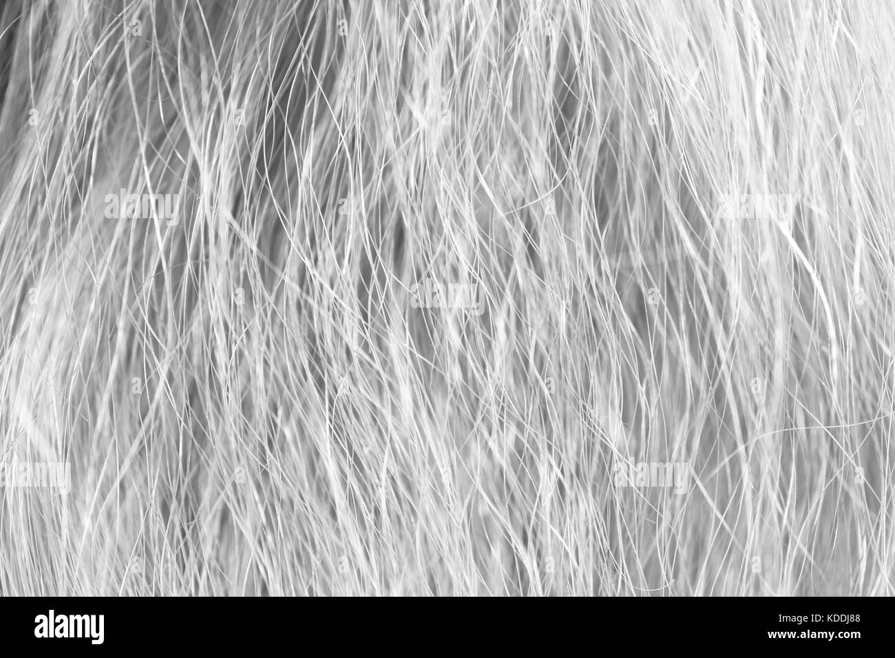 Texture of animal hair Stock Photo - Alamy