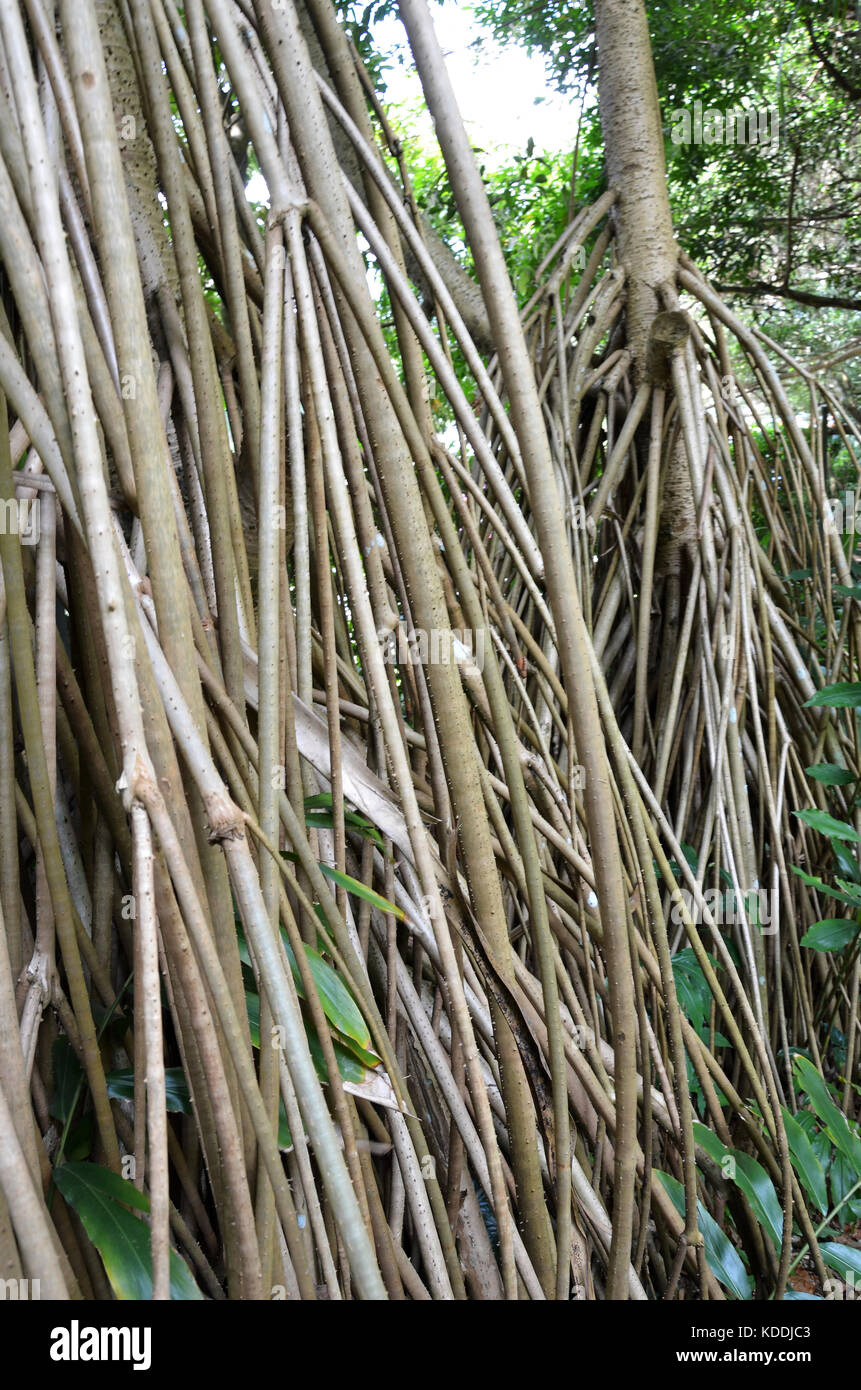 Seychelles stilt palm, Root of palm tree Stock Photo - Alamy