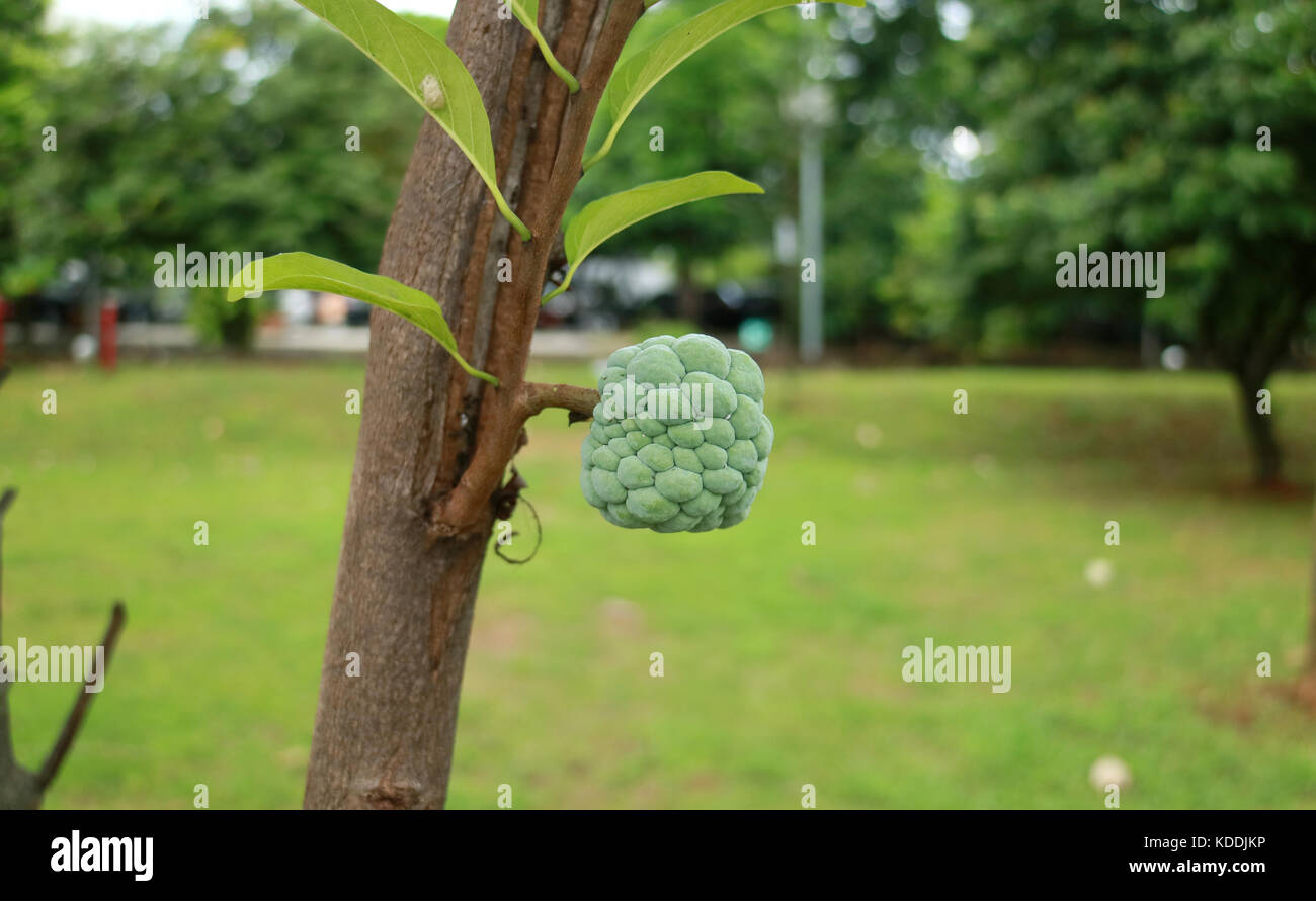 Katu atha hi-res stock photography and images - Alamy