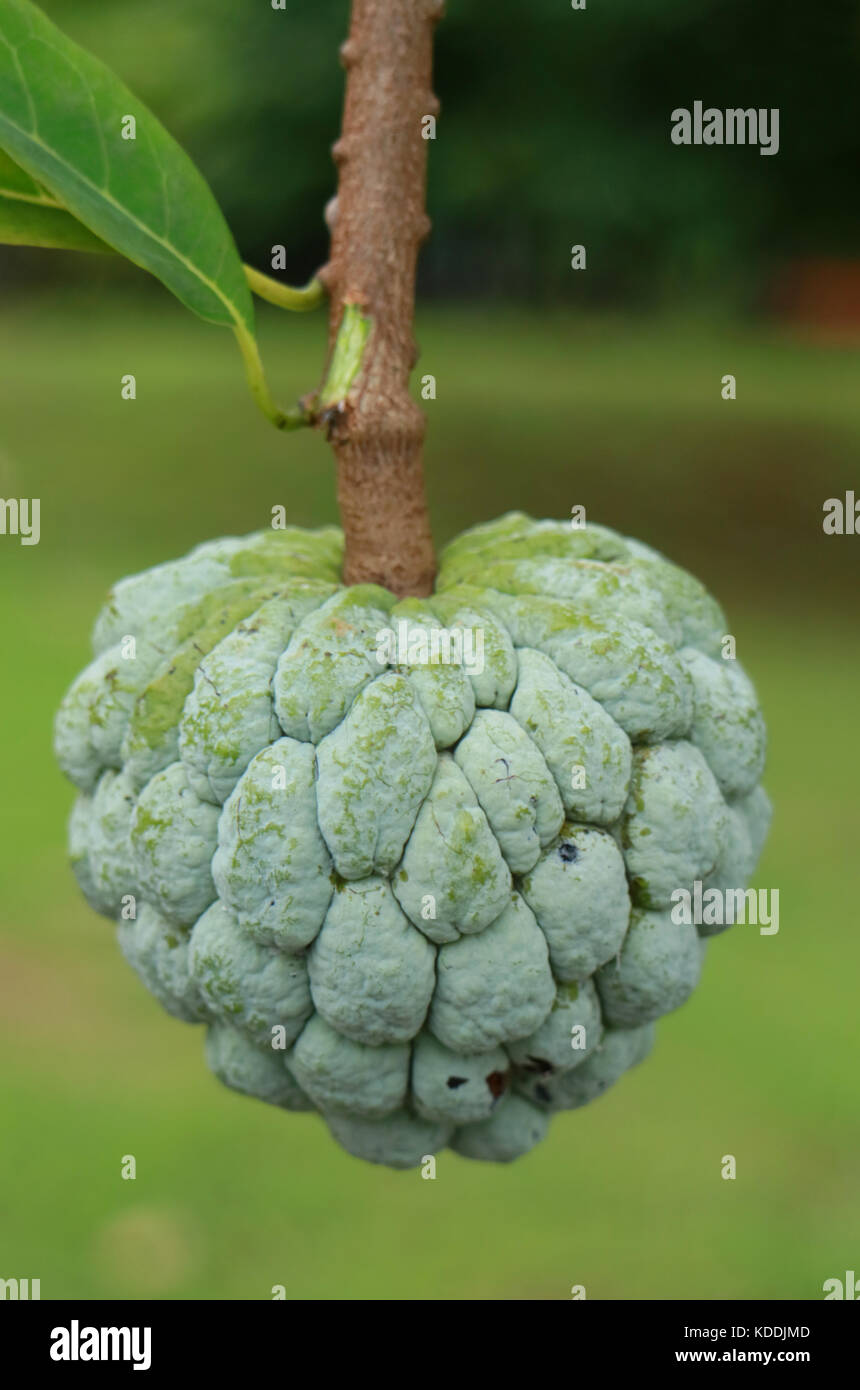 Sugar apple or sweetsop growing on tree in the garden Stock Photo - Alamy