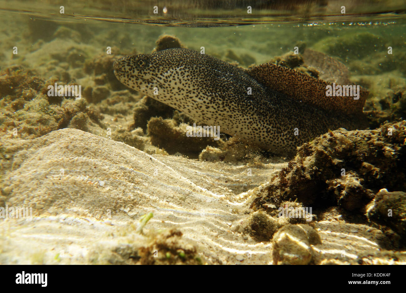 Australian Eel High Resolution Stock Photography and Images - Alamy