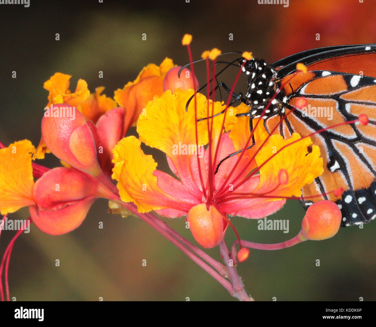 Queen monarch butterfly hi-res stock photography and images - Alamy