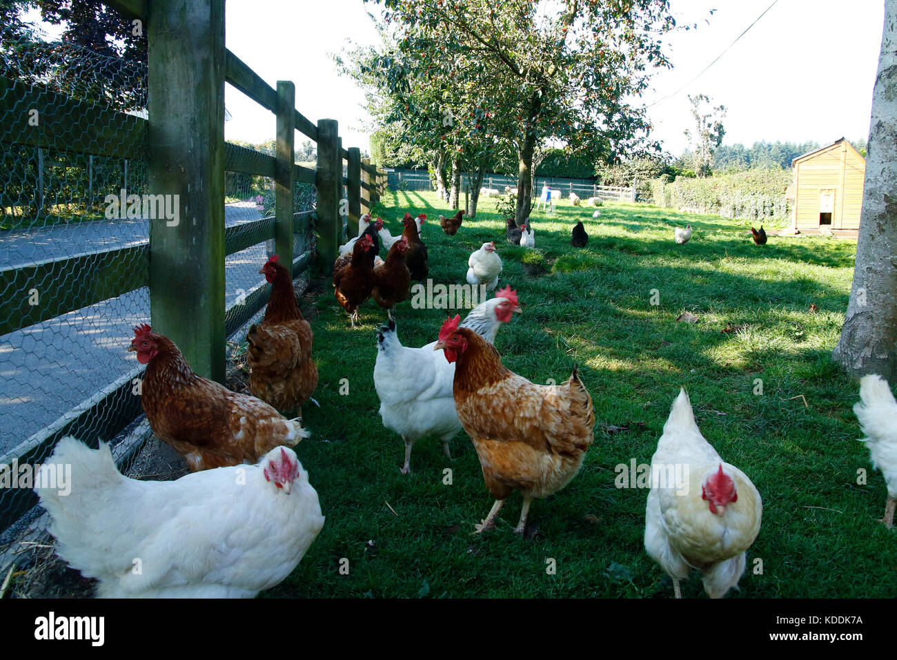 Chickens scratching around feeding Stock Photo - Alamy