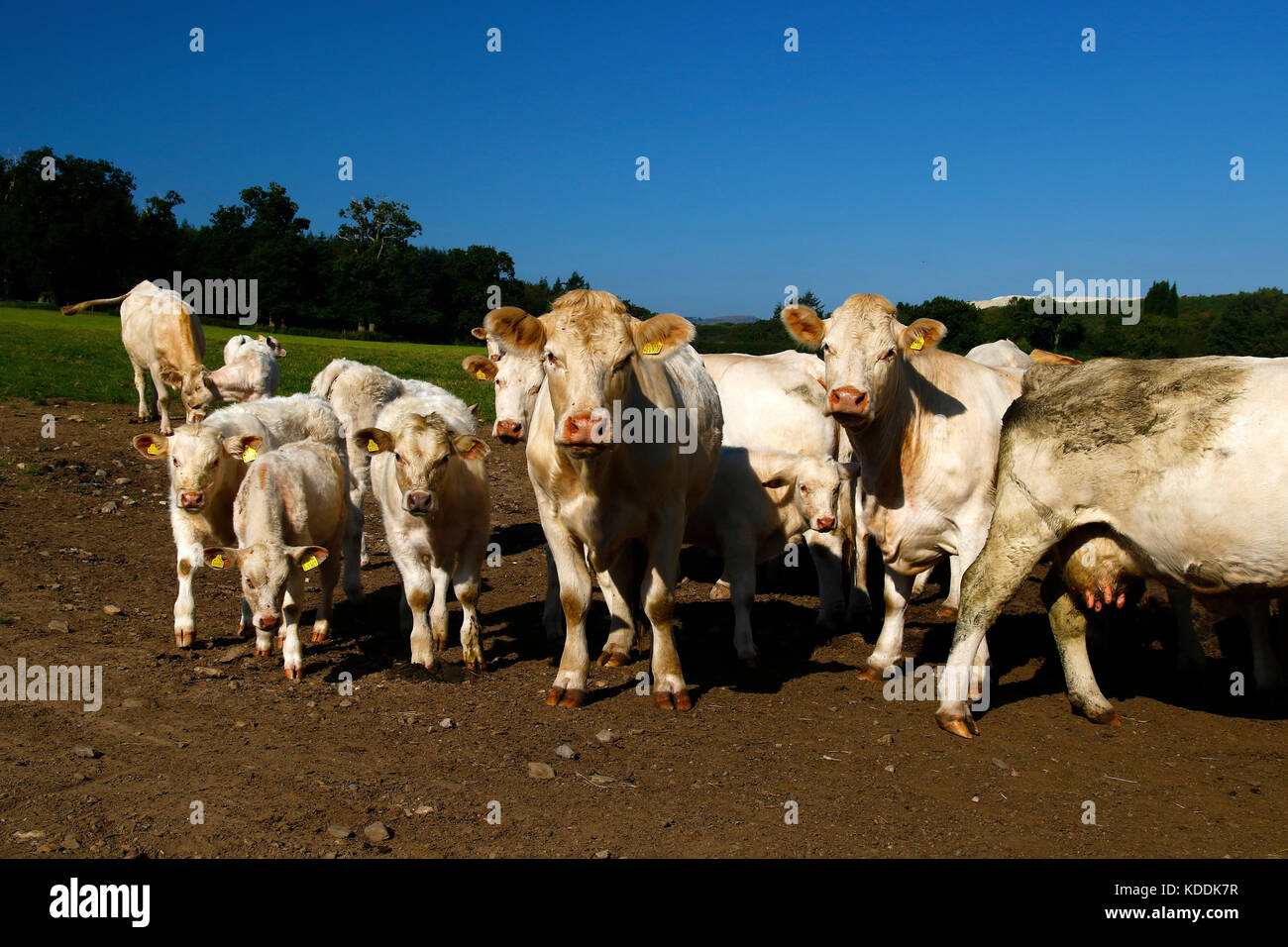 Cattle And Sunflowers High Resolution Stock Photography and Images - Alamy