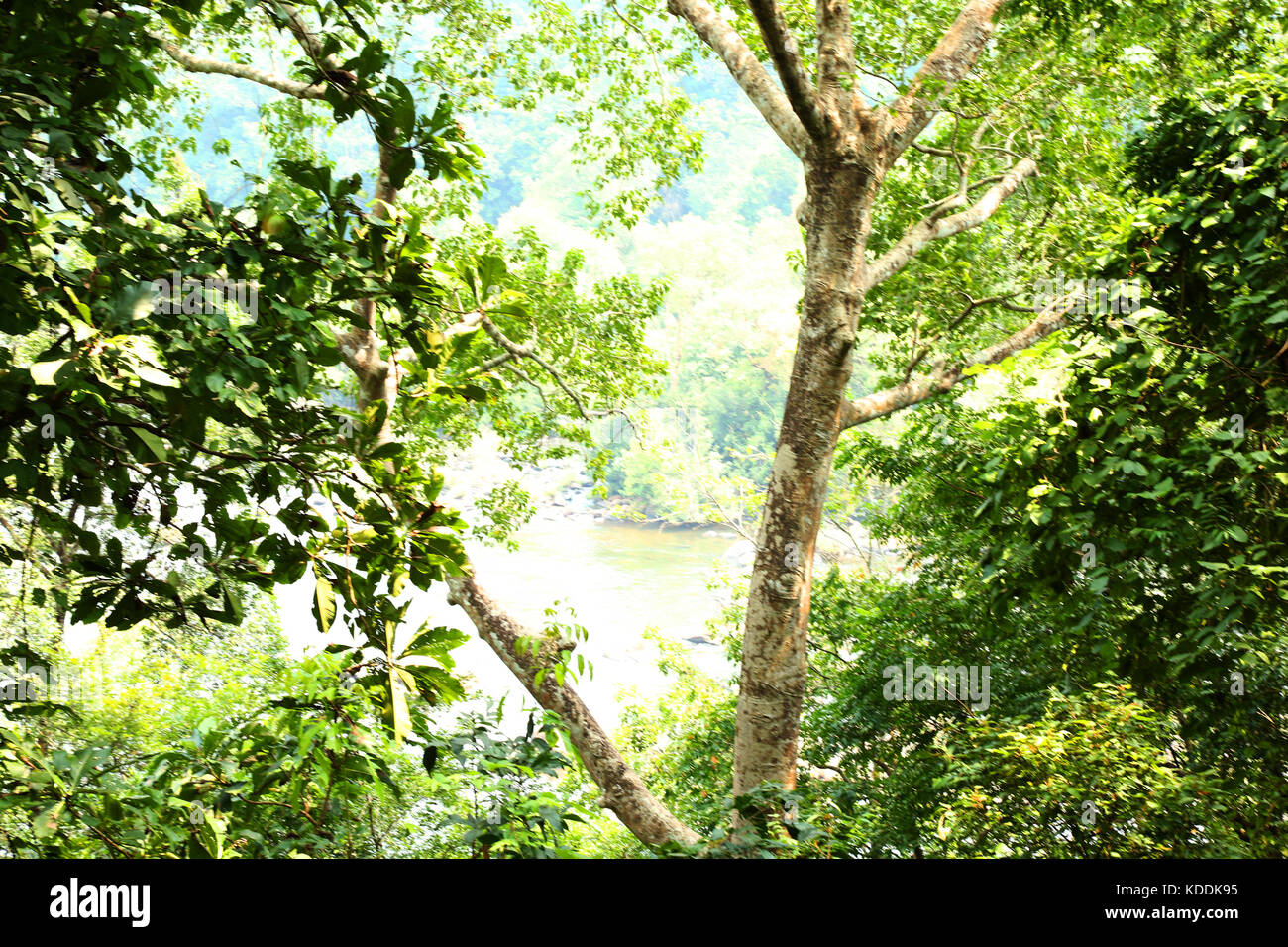 Natural Background in tree forest wild scenery Stock Photo - Alamy