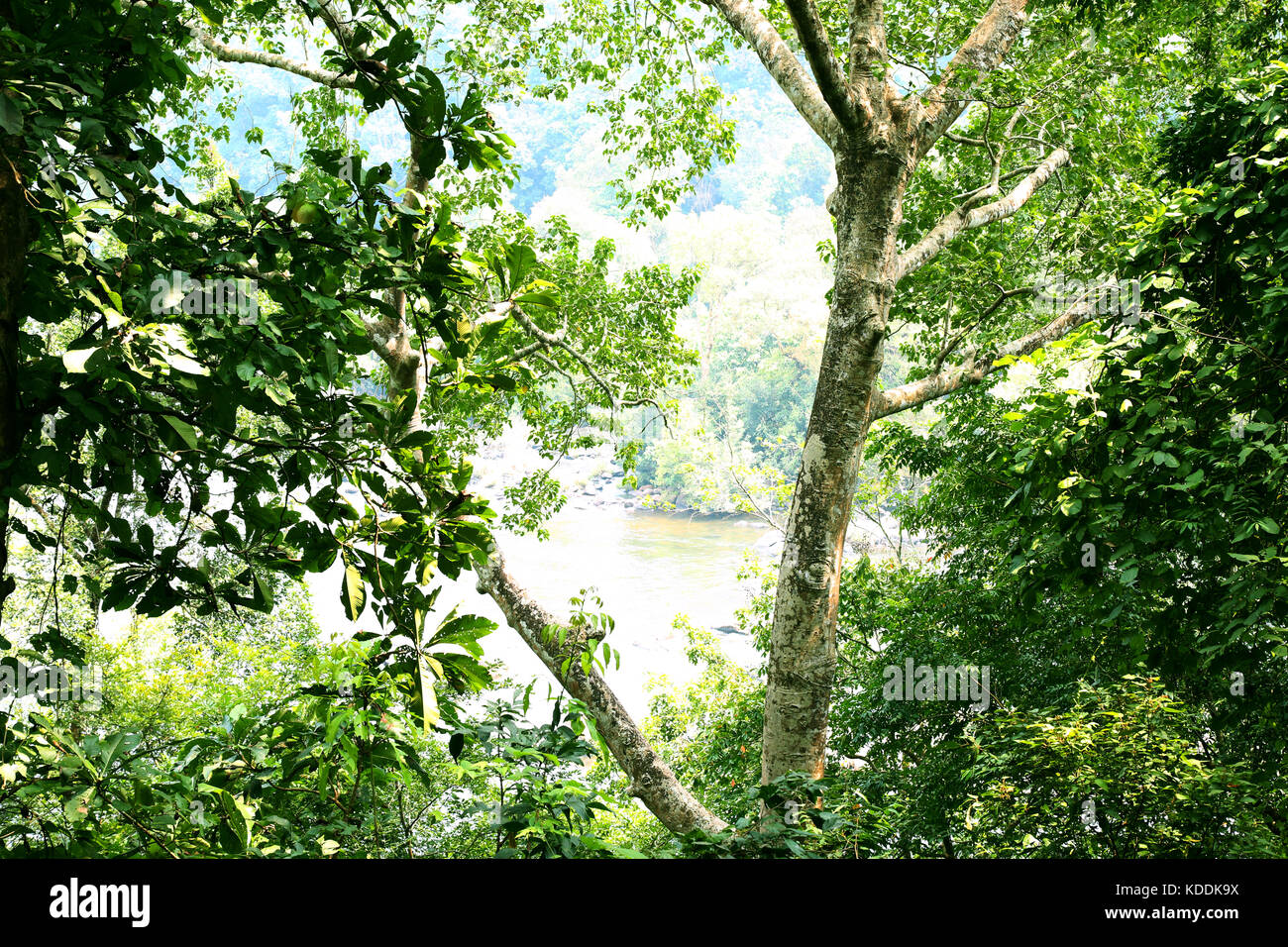Natural Background in tree forest wild scenery Stock Photo - Alamy