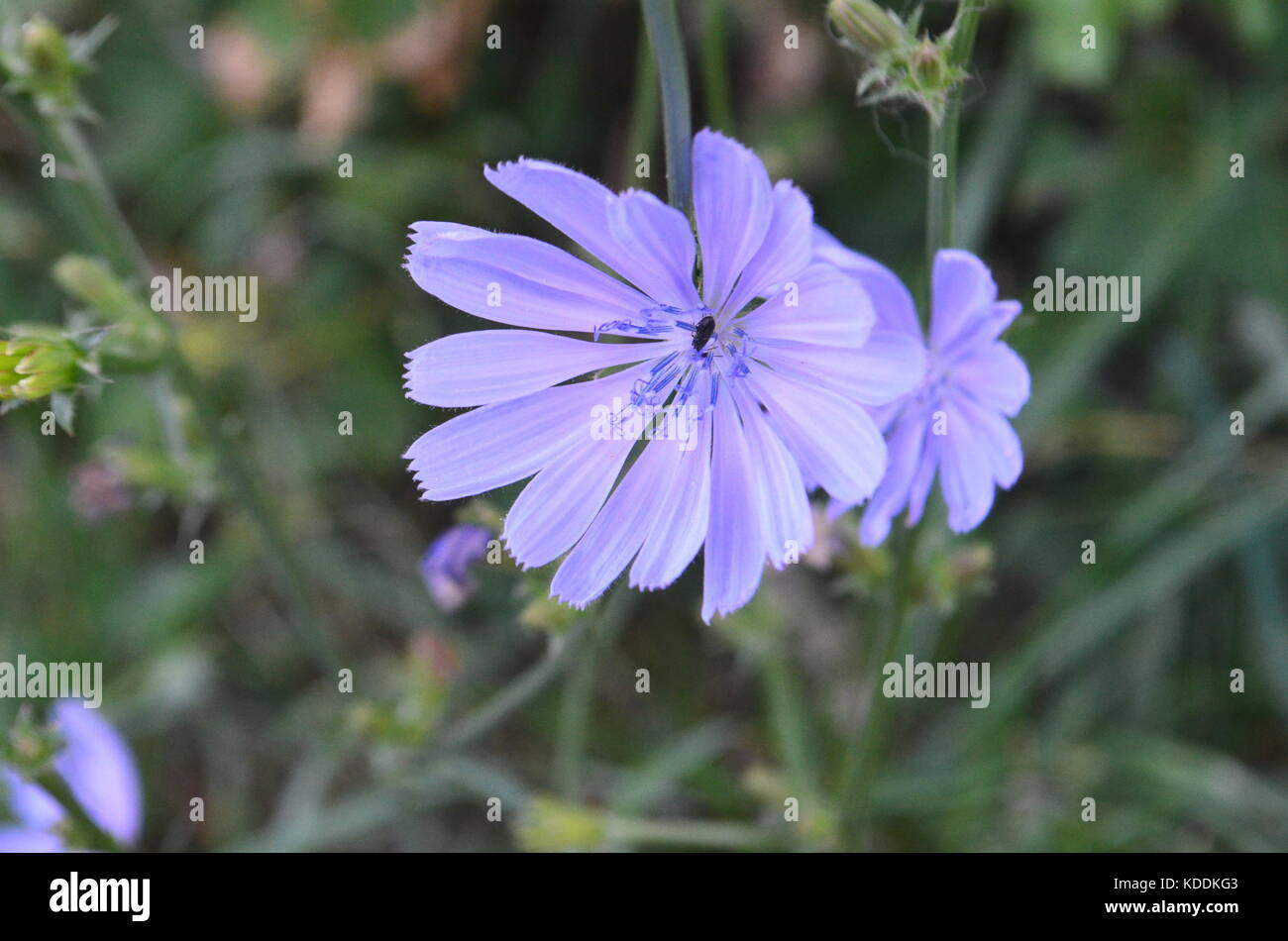 Common chicory (cicorioum intybus) flower detail Stock Photo - Alamy