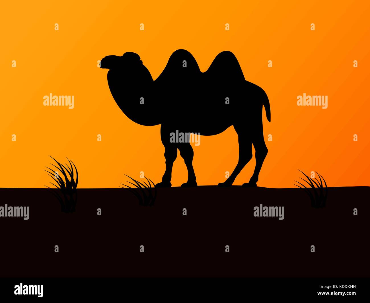 Vector silhouette camel on the background sunset Stock Vector Image ...