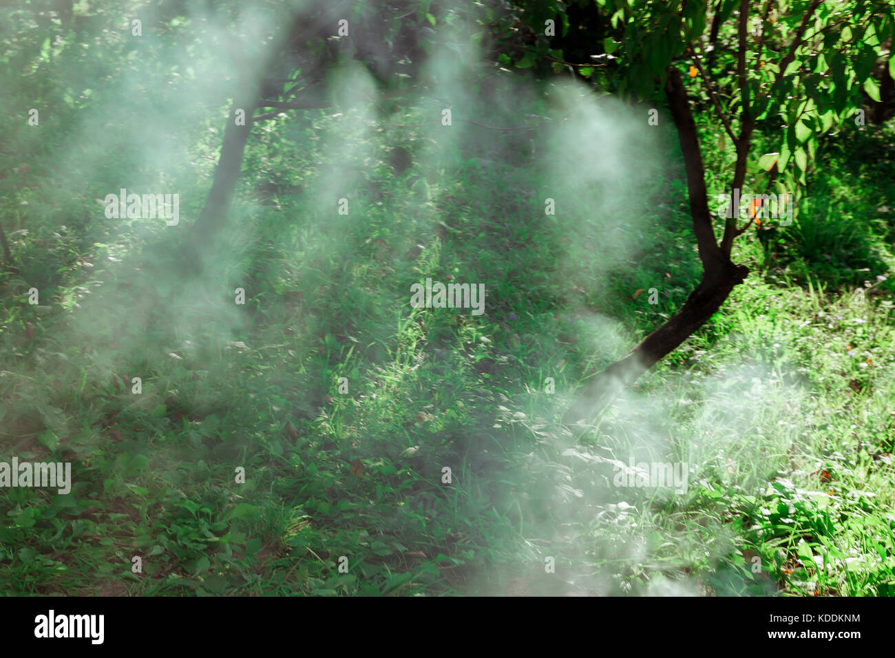 fog in the woods against the sun Misty forest against sun ray in ...