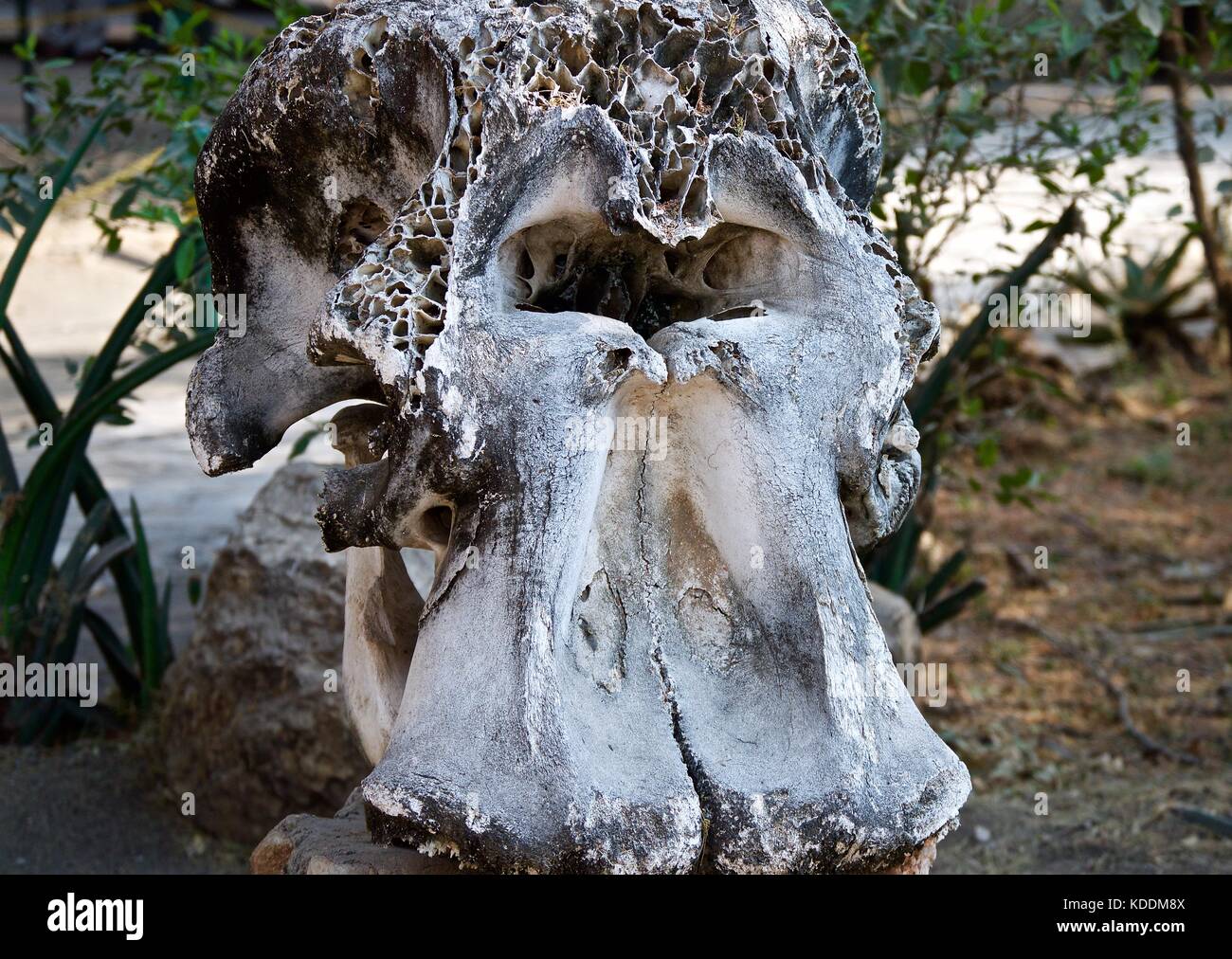 Elephant teeth hi-res stock photography and images - Alamy