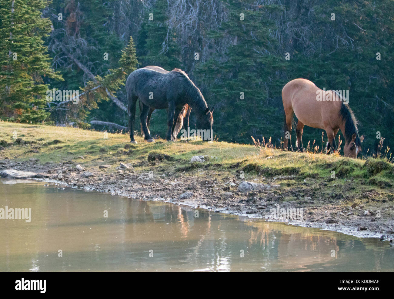 Liver chestnut mare hi-res stock photography and images - Alamy