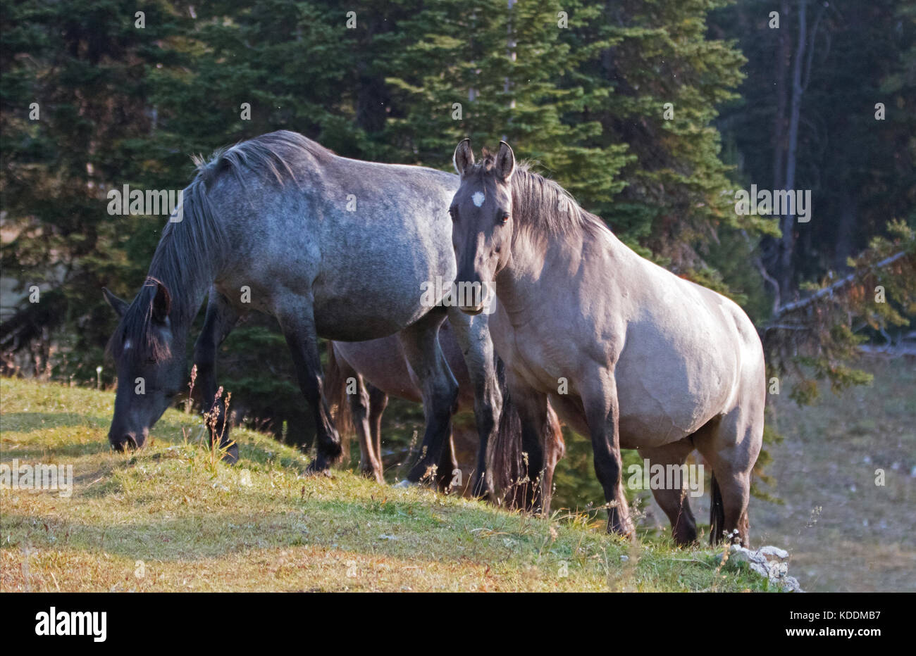 Blue roan horses hi-res stock photography and images - Alamy