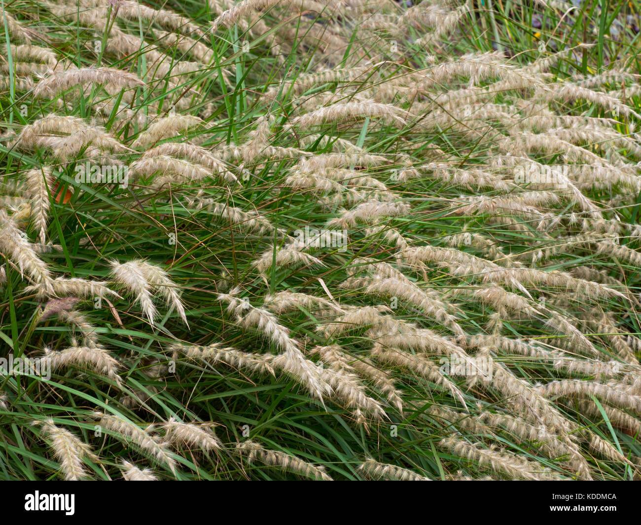 Oriental fountain grass pennisetum orientale hi-res stock photography ...