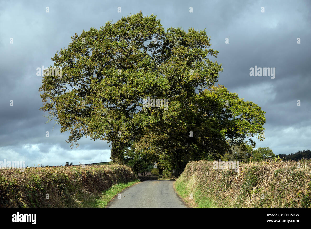 oak trees in country lane,Country Road, Road, UK, England, Diminishing ...