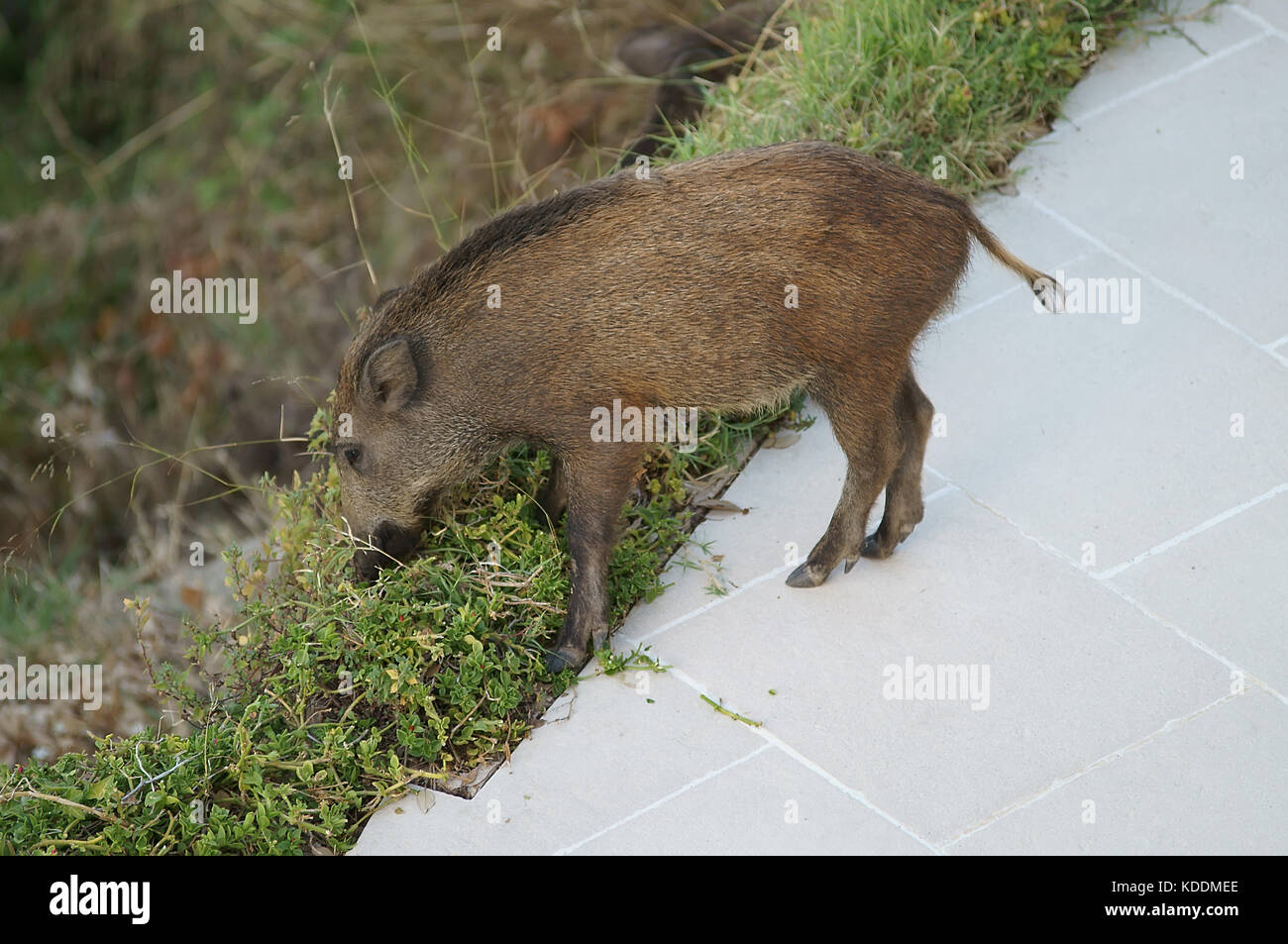 Wild pig damage hi-res stock photography and images - Alamy