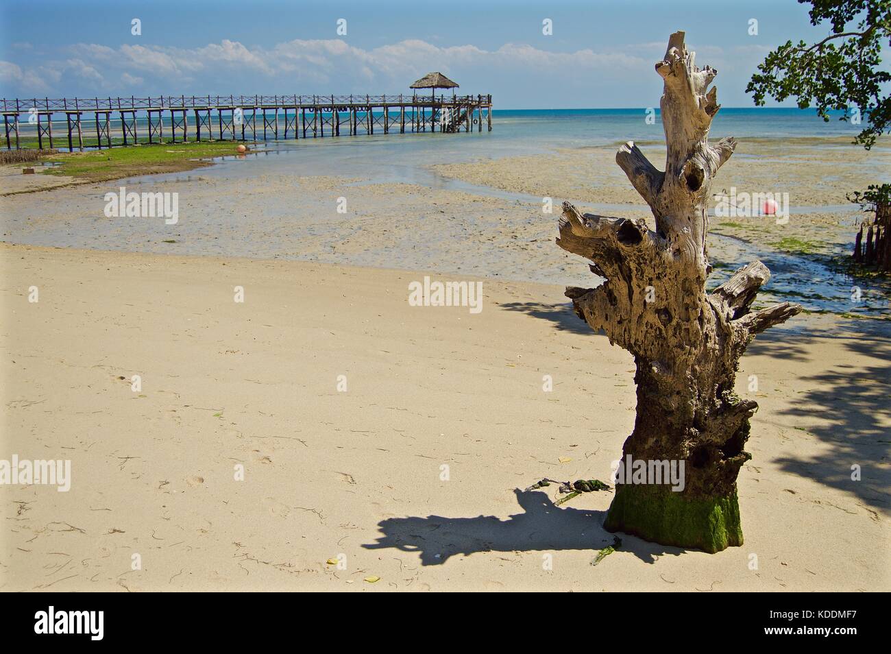 Dead tree, Zanzibar Stock Photo - Alamy