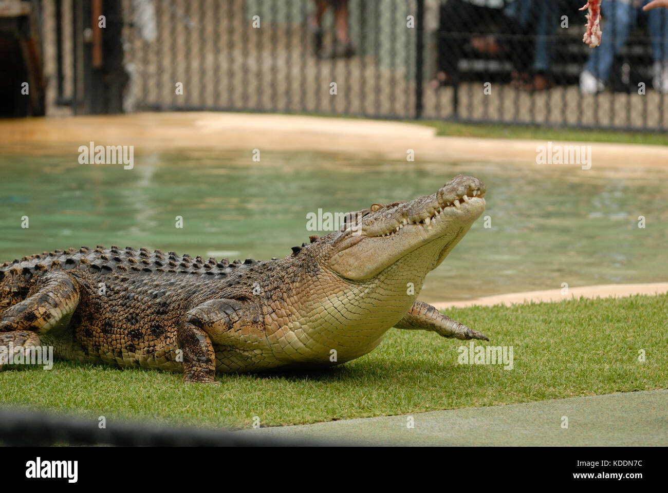 Krokodil australien hi-res stock photography and images - Alamy