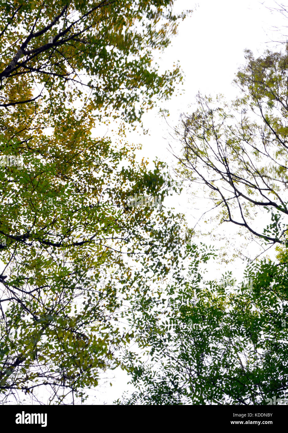Wind blowing tree uk hi-res stock photography and images - Alamy