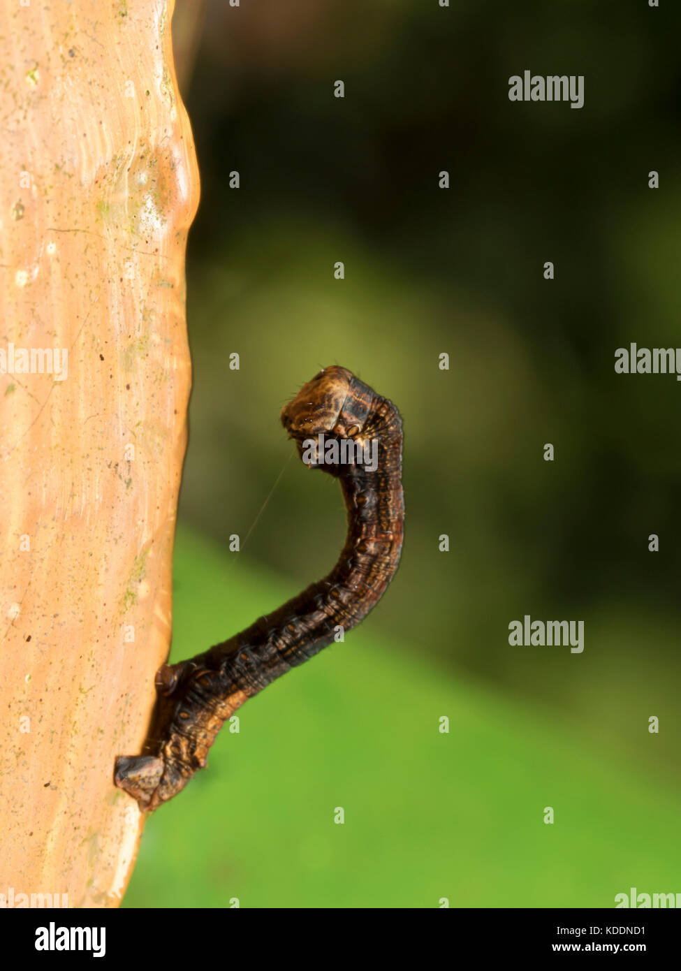 close view of a moth worm Stock Photo - Alamy