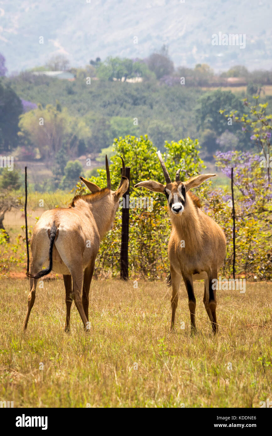 Two Roan Antelopes Fighting with each other, Swaziland, Africa Stock ...