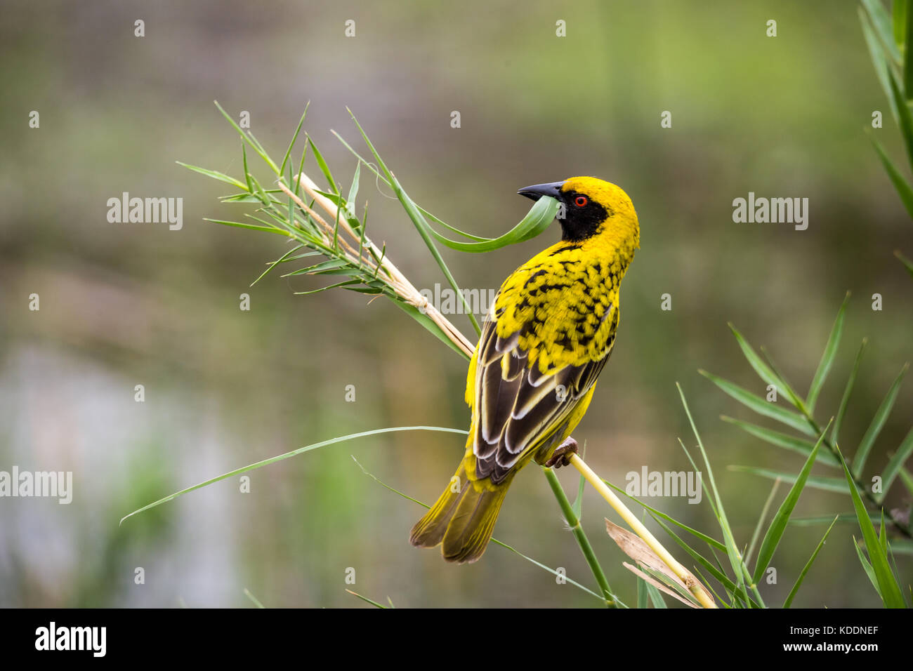 Southern Masked Weaver (Ploceus velatus) Sitting on Branch, South ...