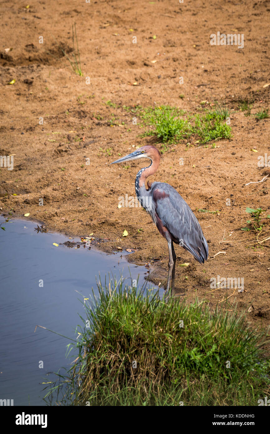 Goliath heron (Ardea goliath) Standing next to River, South Africa ...
