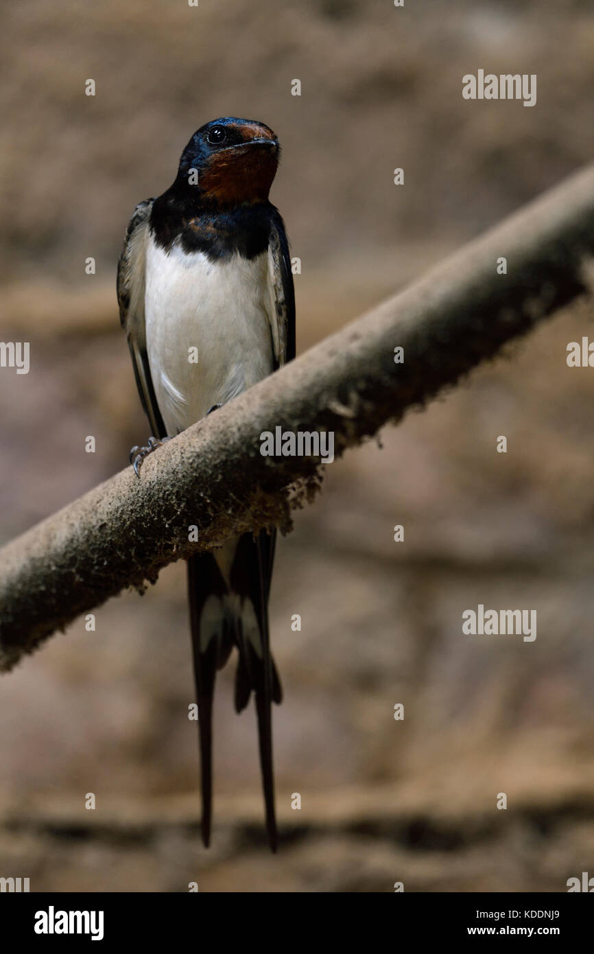 Typical swallows hi-res stock photography and images - Alamy