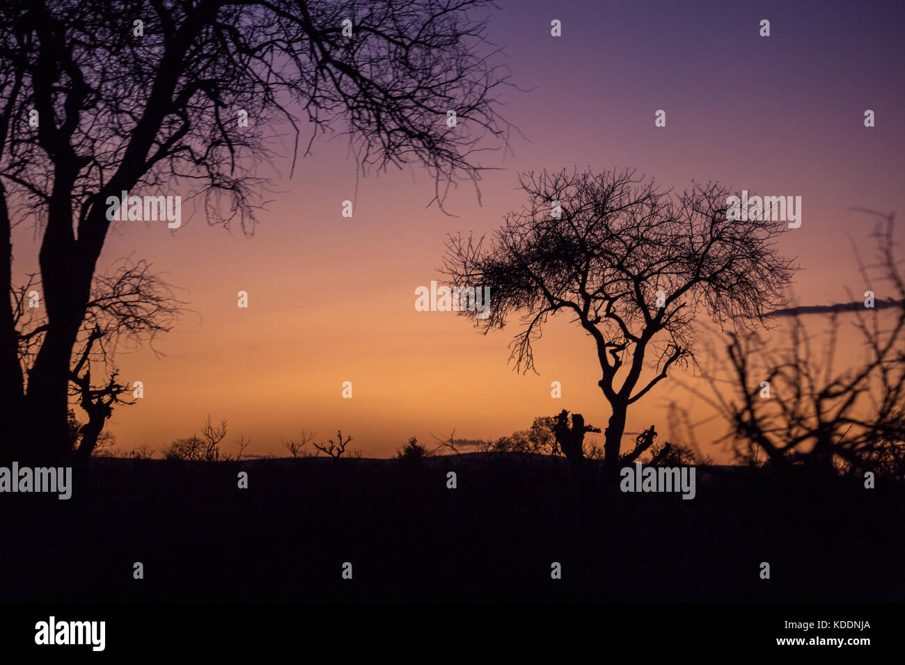 Purple Sunset in behind Trees, South Africa, Africa Stock Photo - Alamy