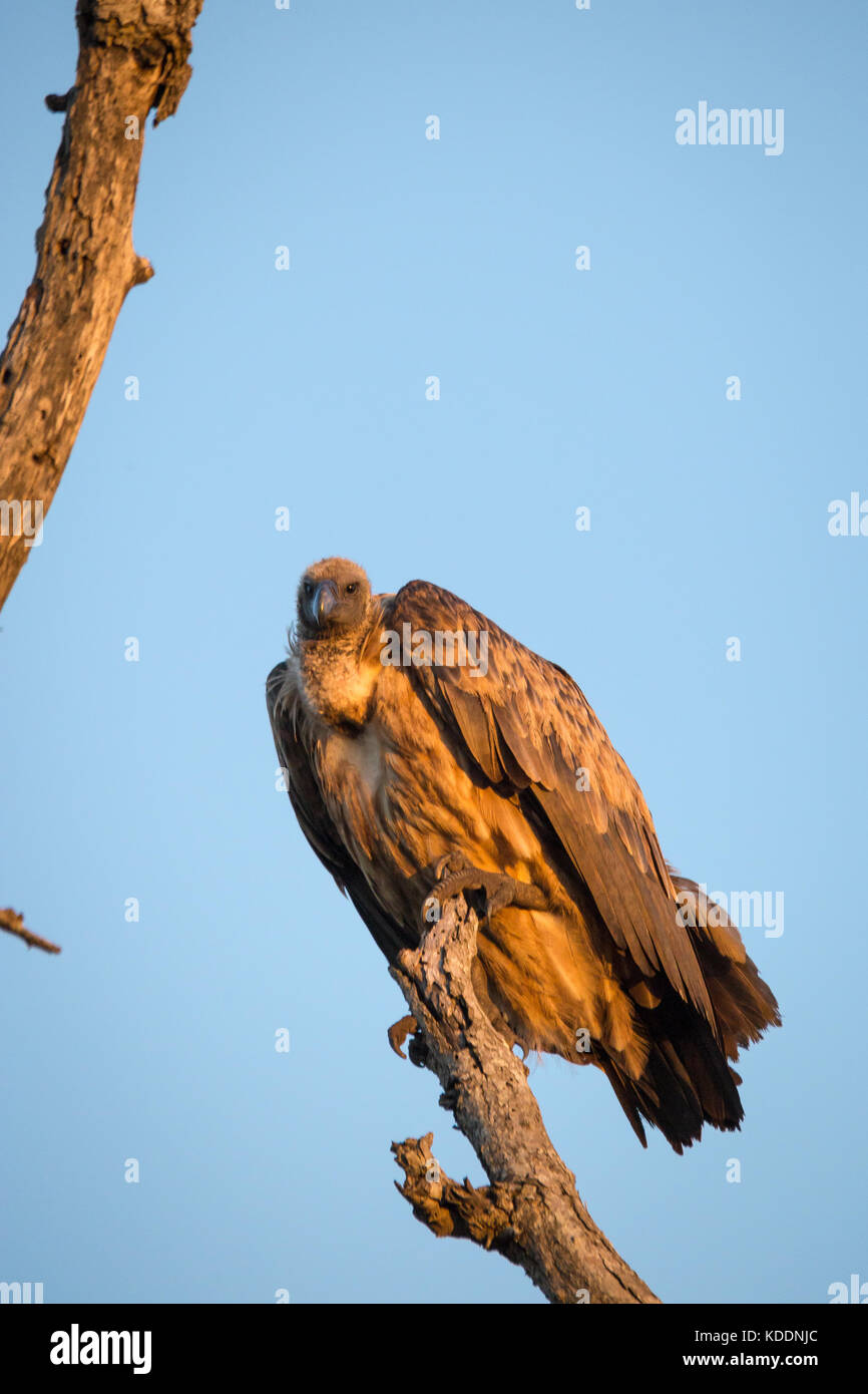 Cape Vulture (Gyps coprotheres;) Sitting on Dead Tree, South Africa ...