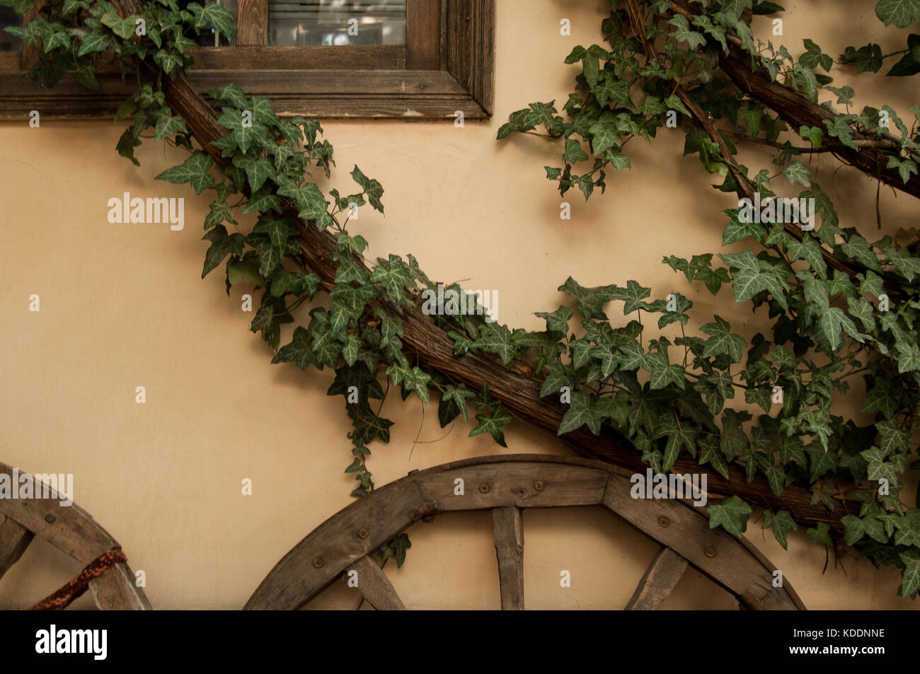 wooden wheel and branch of a tree with leaves on a wall background with ...