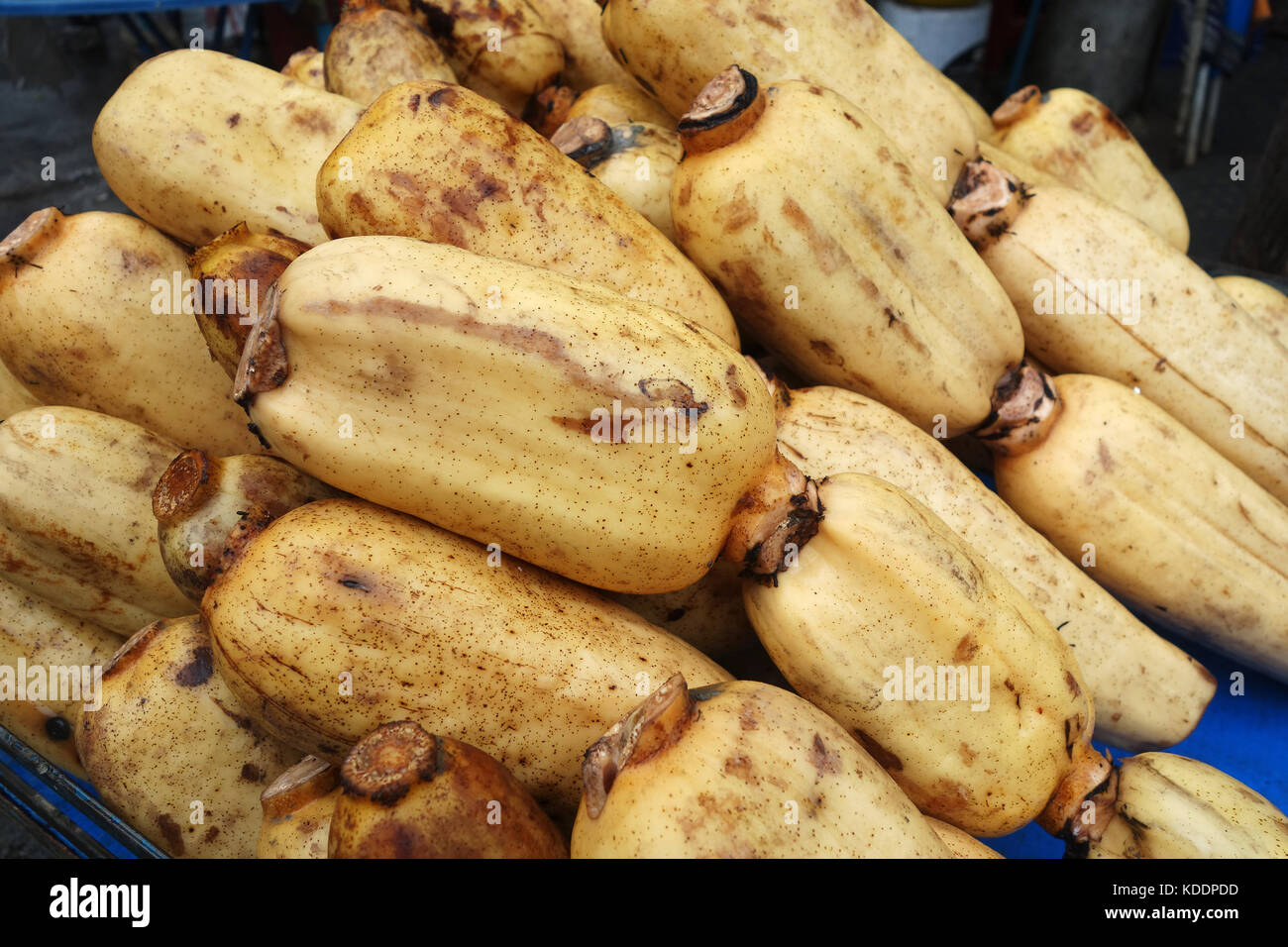 Water lily root High Resolution Stock Photography and Images - Alamy