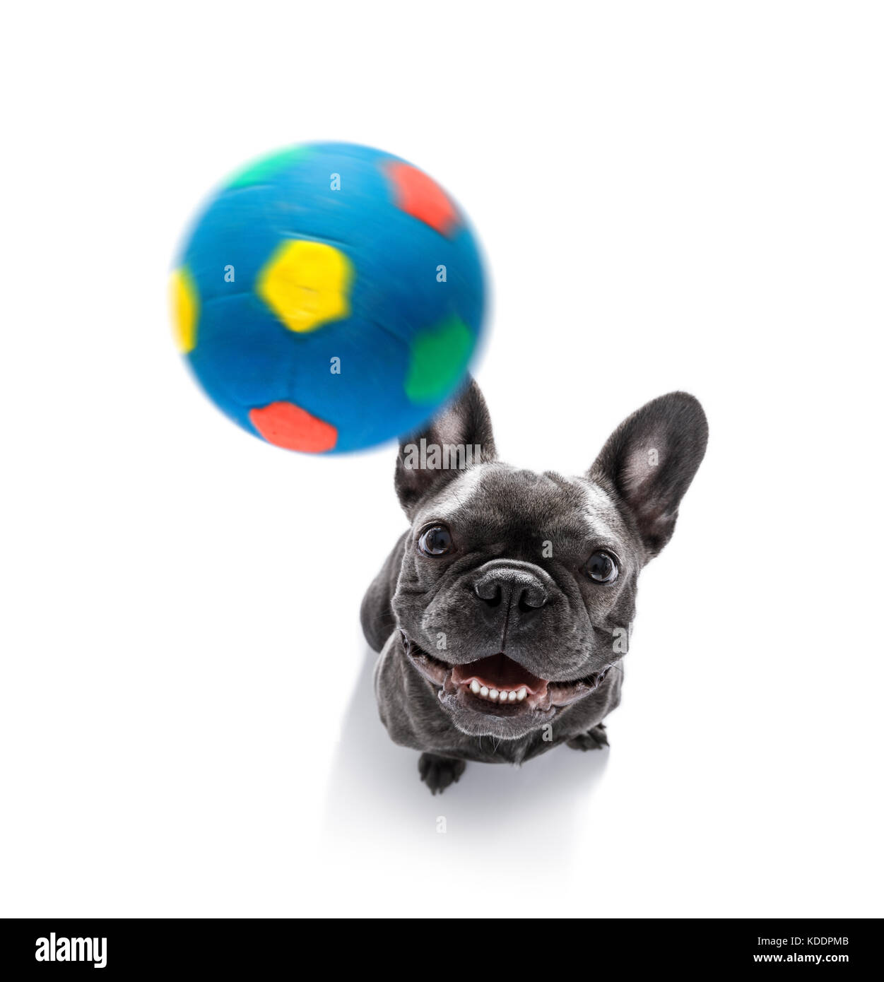 soccer french bulldog dog playing with leather ball , isolated on white ...