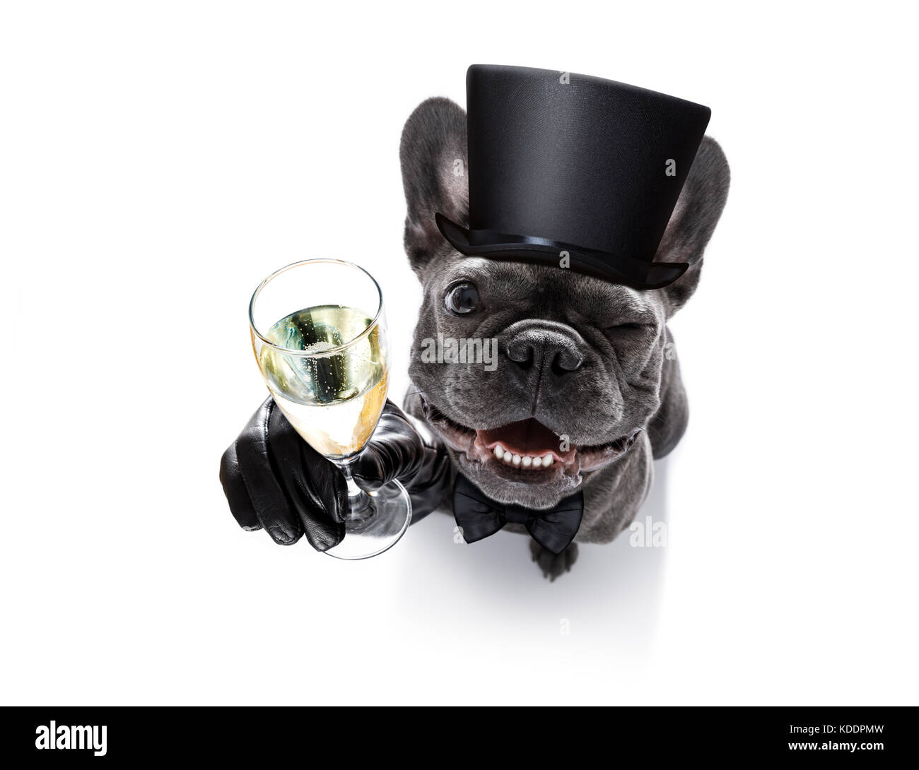 Champagne French Bulldogs