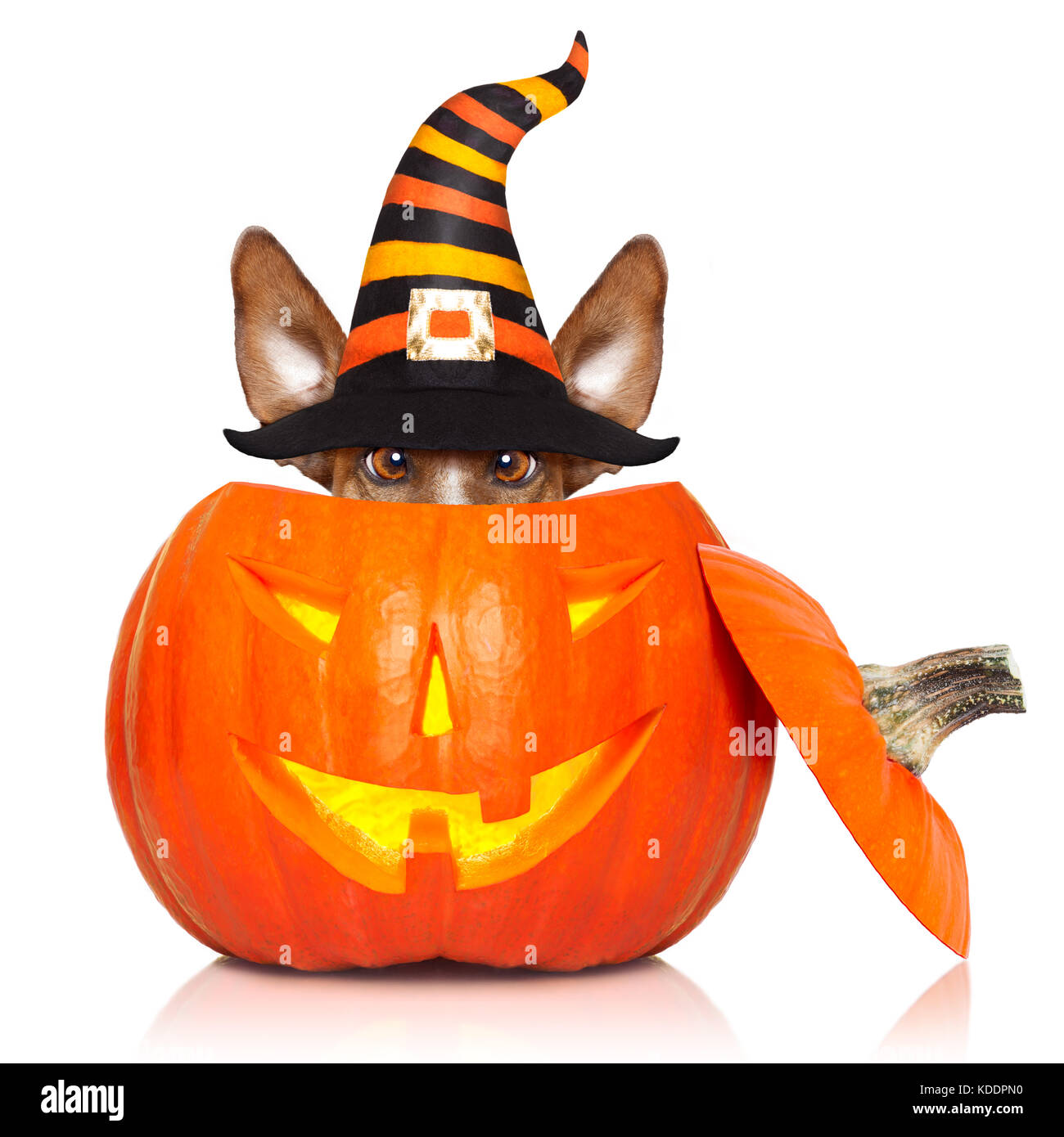 halloween devil jack russell dog inside pumpkin, scared and frightened ...