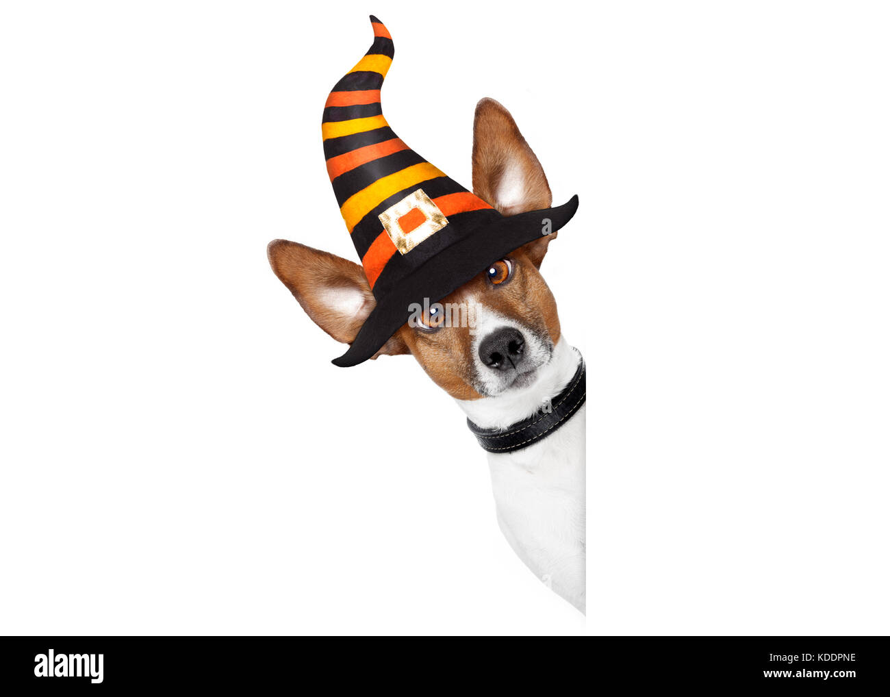 halloween devil jack russell dog scared and frightened, behind a blank ...